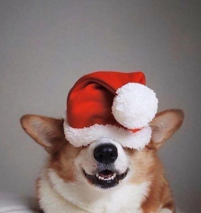 This Cute Pembroke Welsh Corgi 🐶 🎅 🎄 | Scrolller