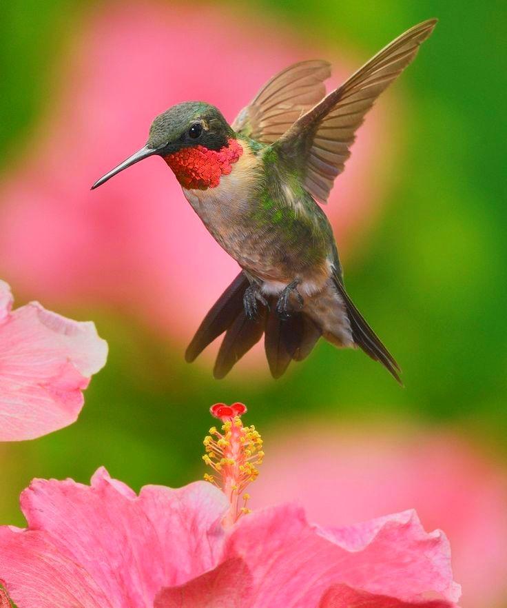 Ruby Throated Hummingbird | Scrolller