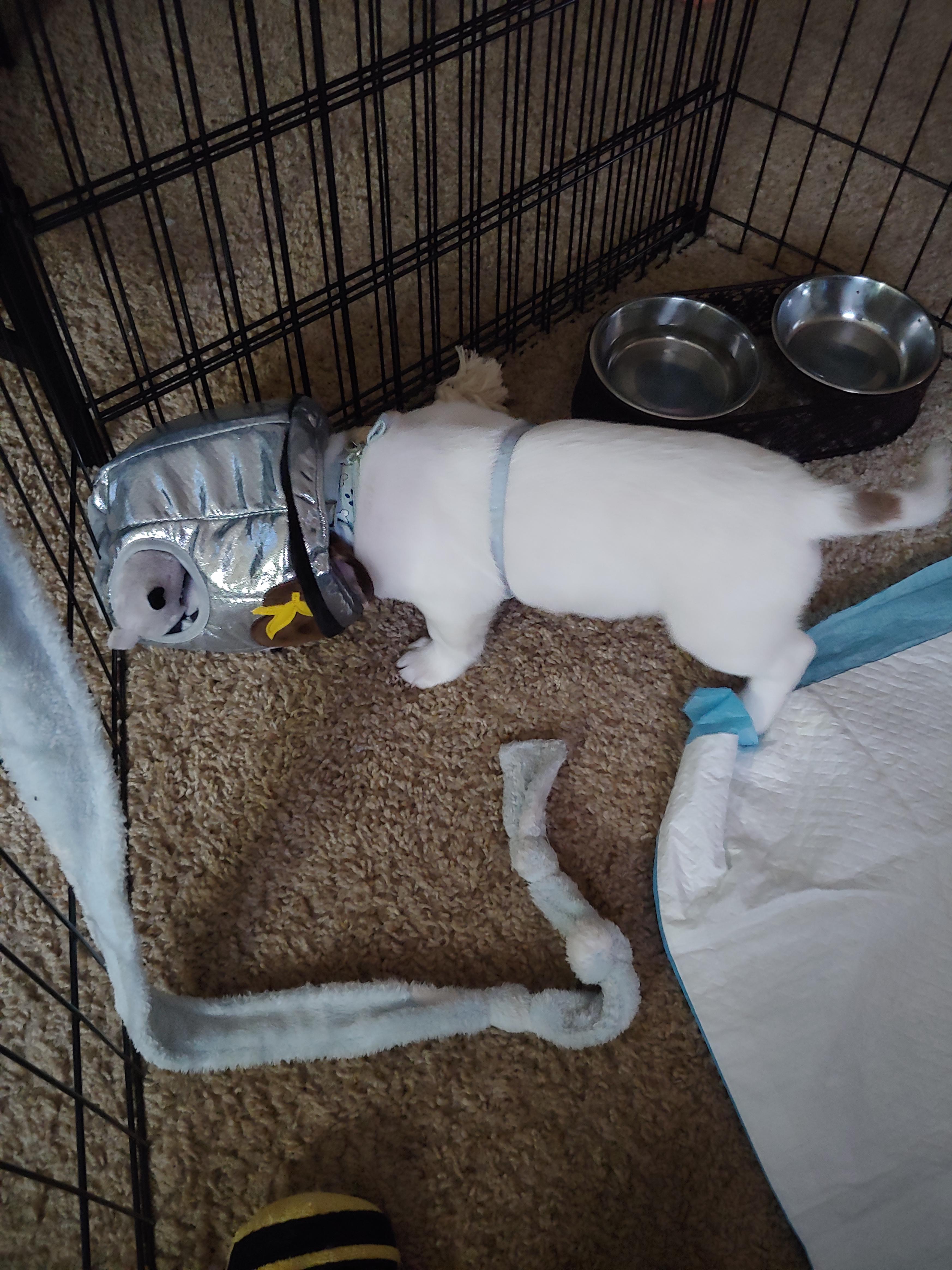 There are toy raccoons that stick out of the holes. my pup decided he wanted to see what was in ...