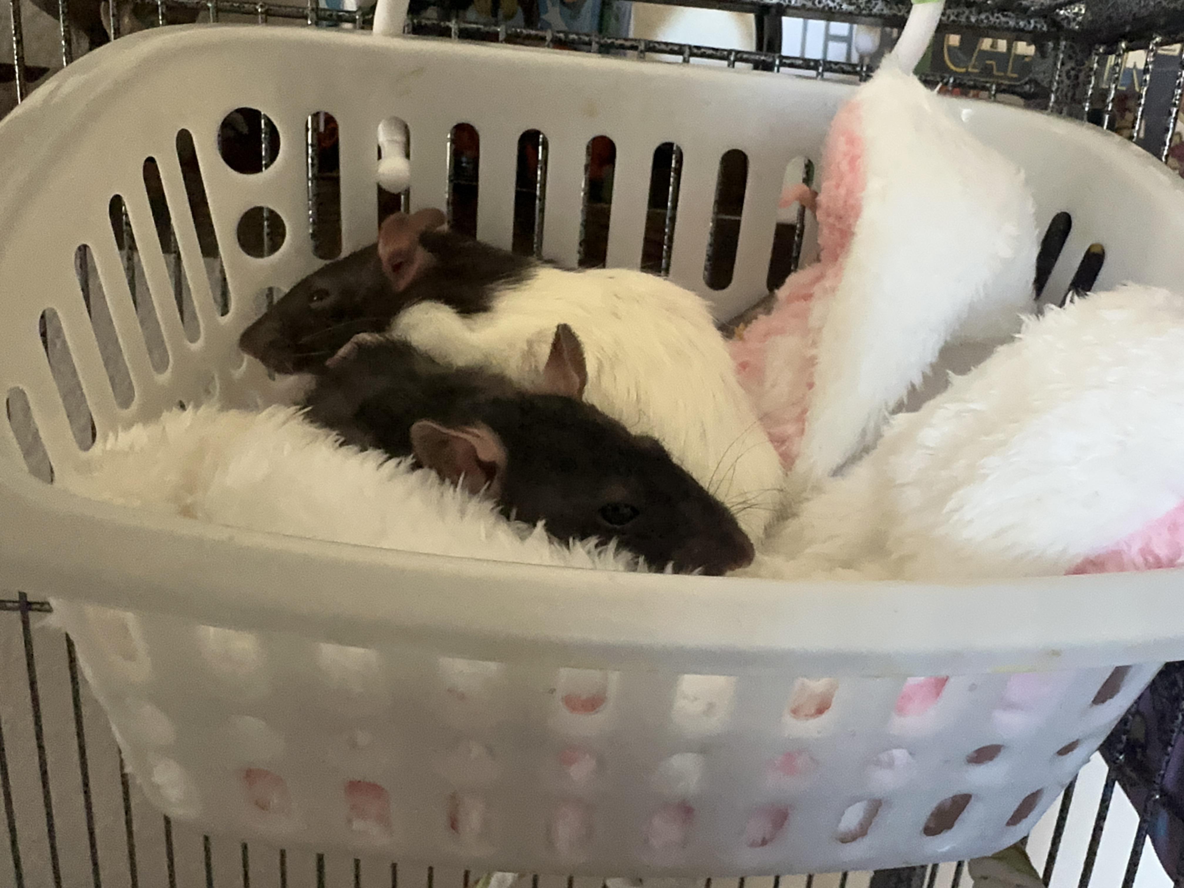 First time poster! | Scrolller