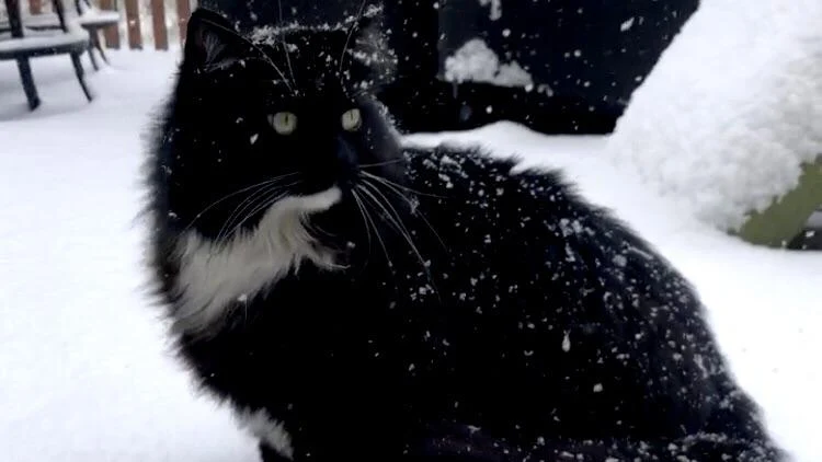 Mr.Mittens enjoying a light snowfall | Scrolller