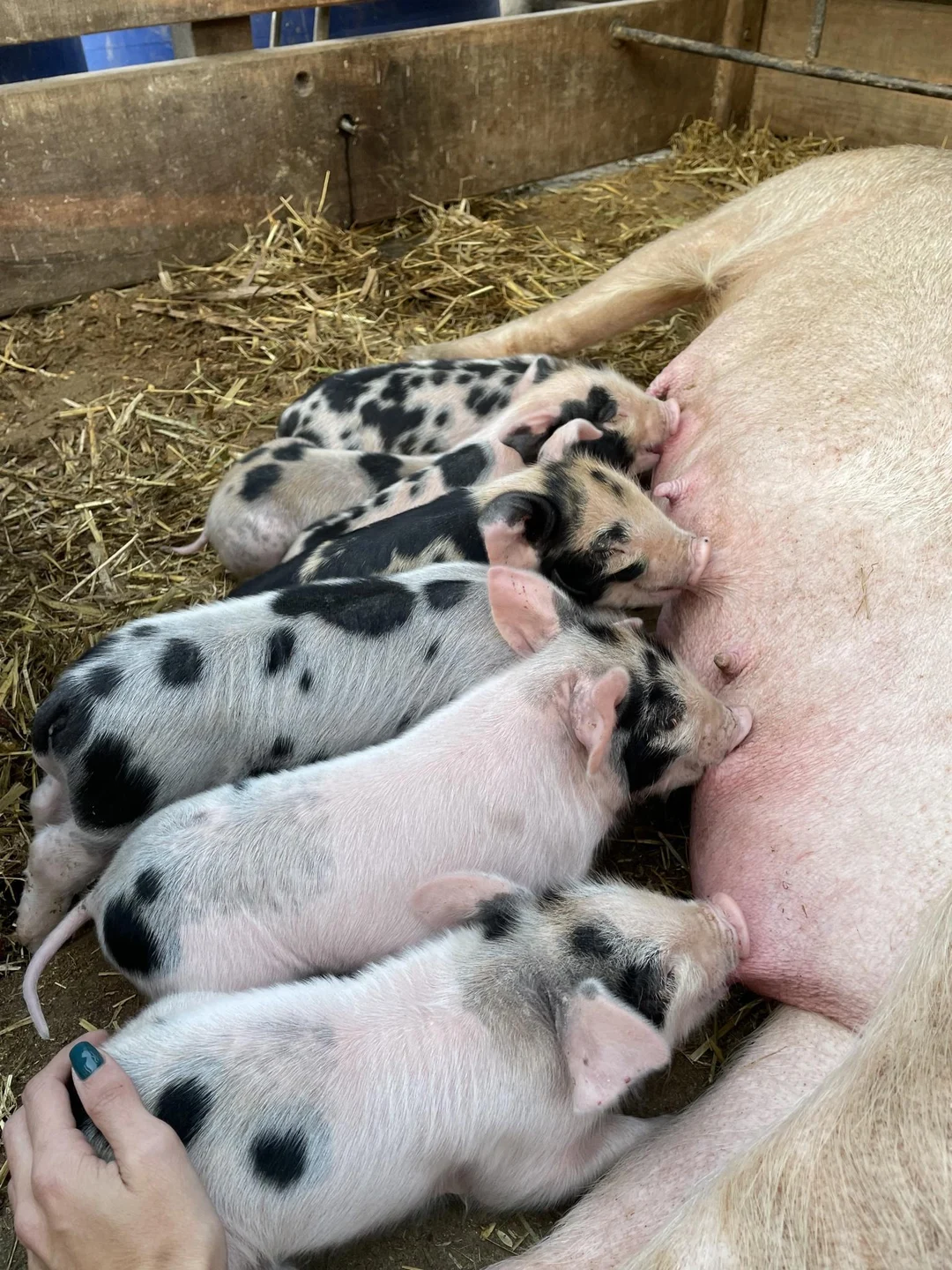 My baby pigs | Scrolller
