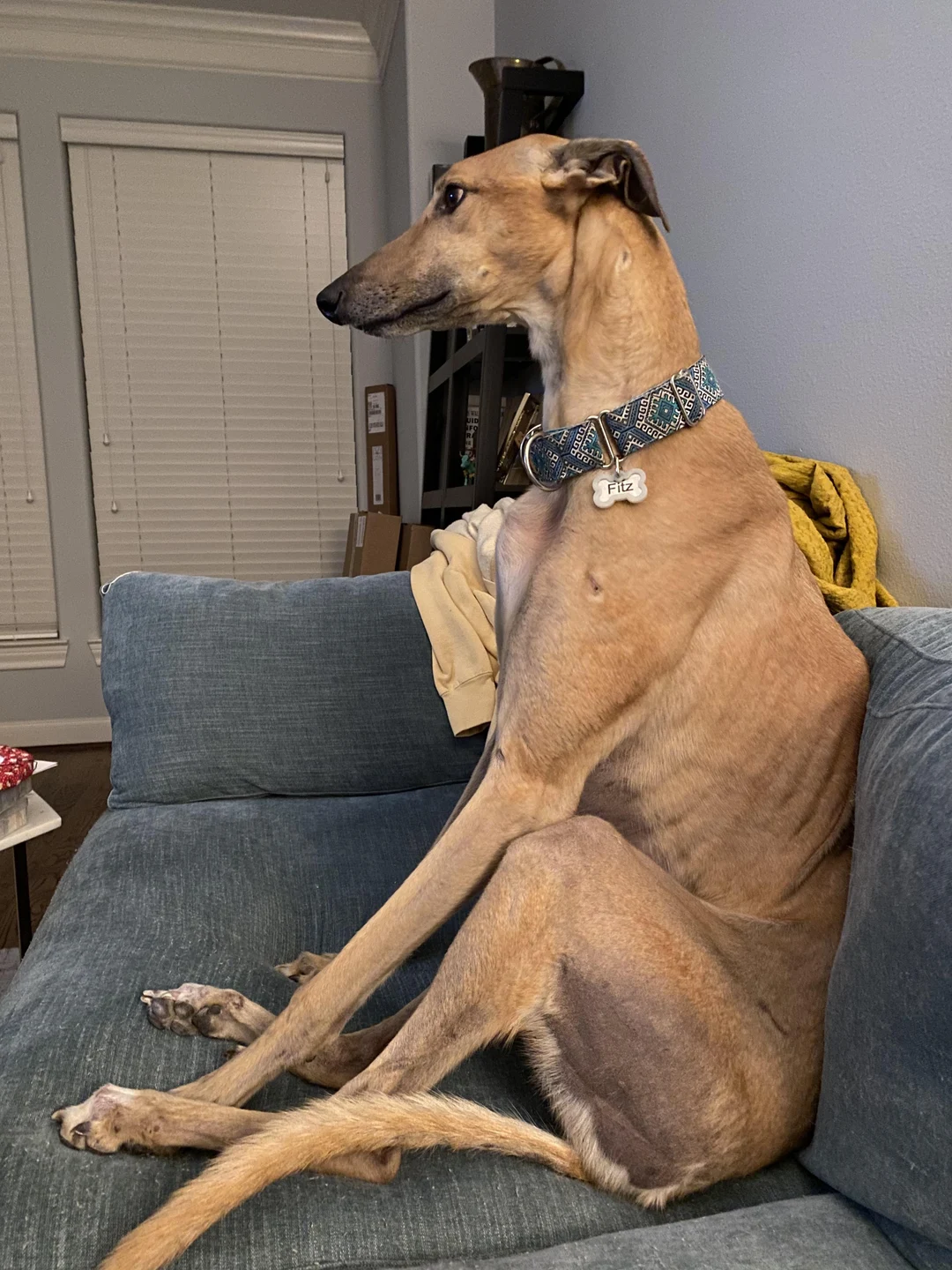 Yam hooman | Scrolller