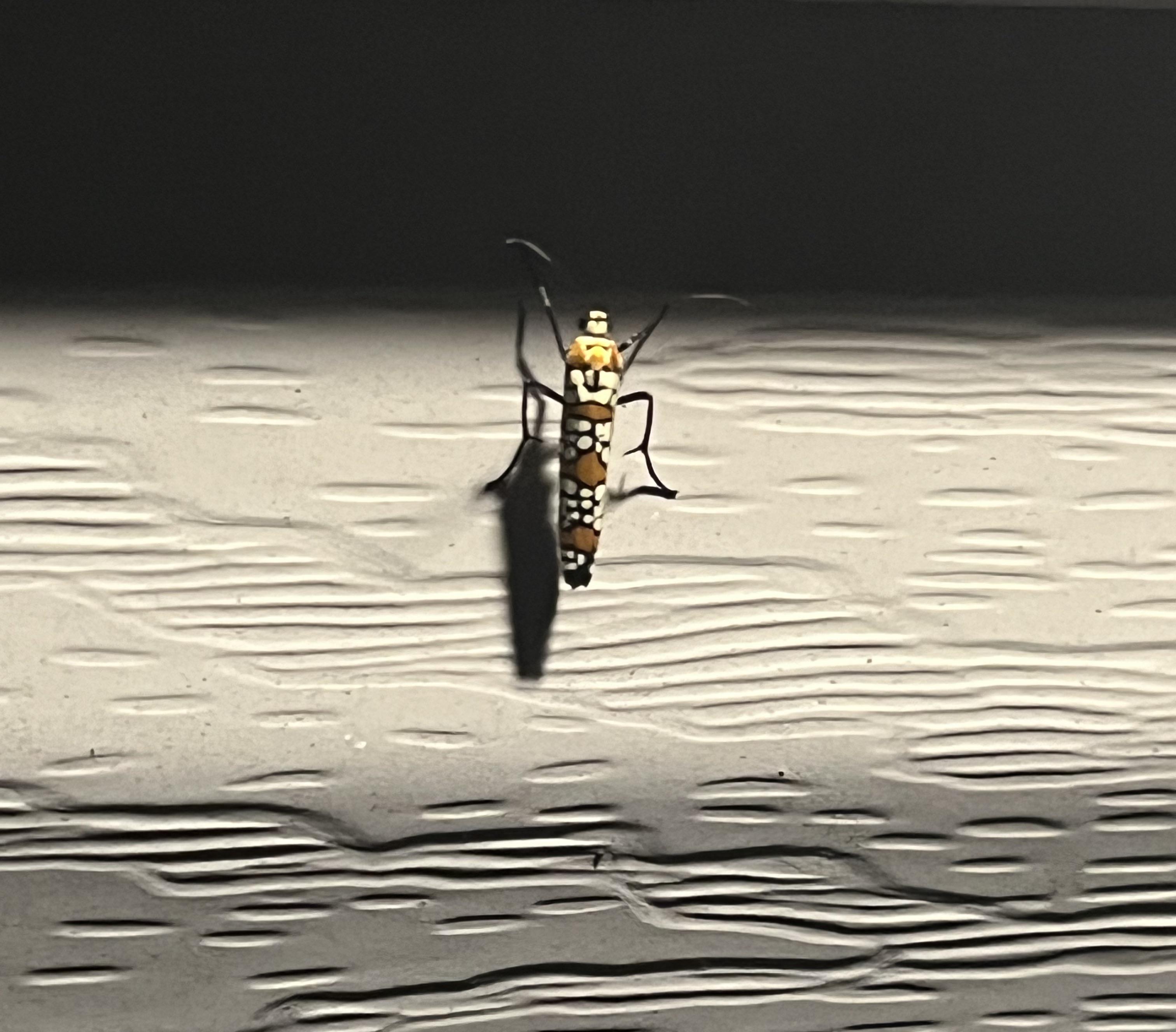 Hello, what is this bug? | Scrolller