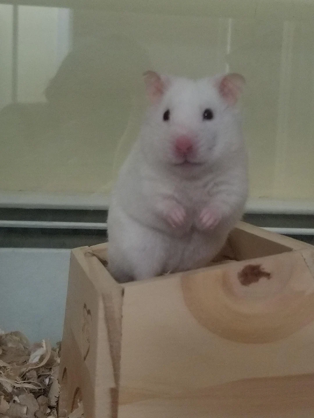 My naughty hamster just lost their water bottle privilege. | Scrolller