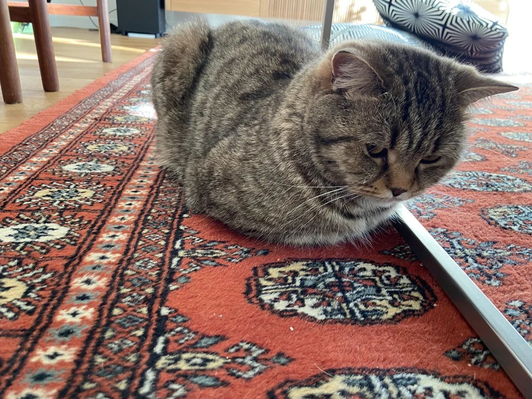 Grumpy loaf | Scrolller