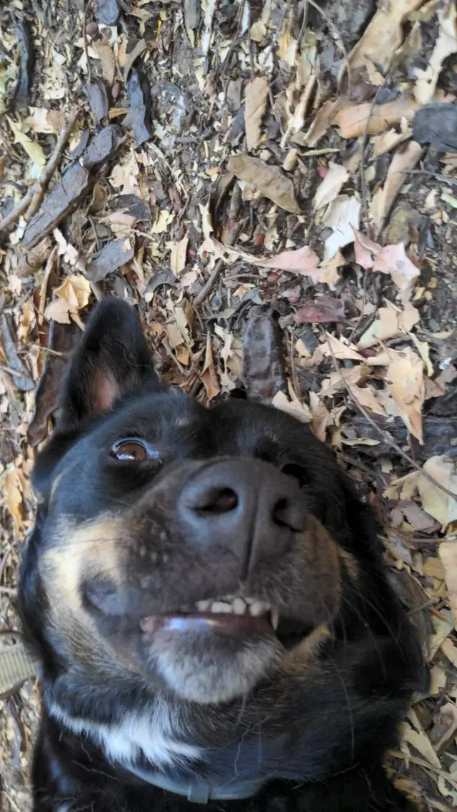 Derp face | Scrolller