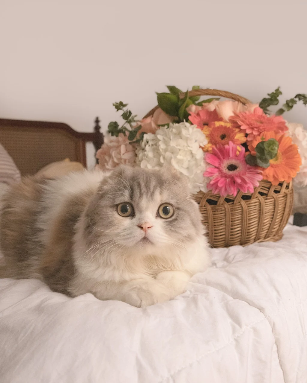 She's cute but better than that she is soft as silk when you pet her, I love my Cici. | Scrolller