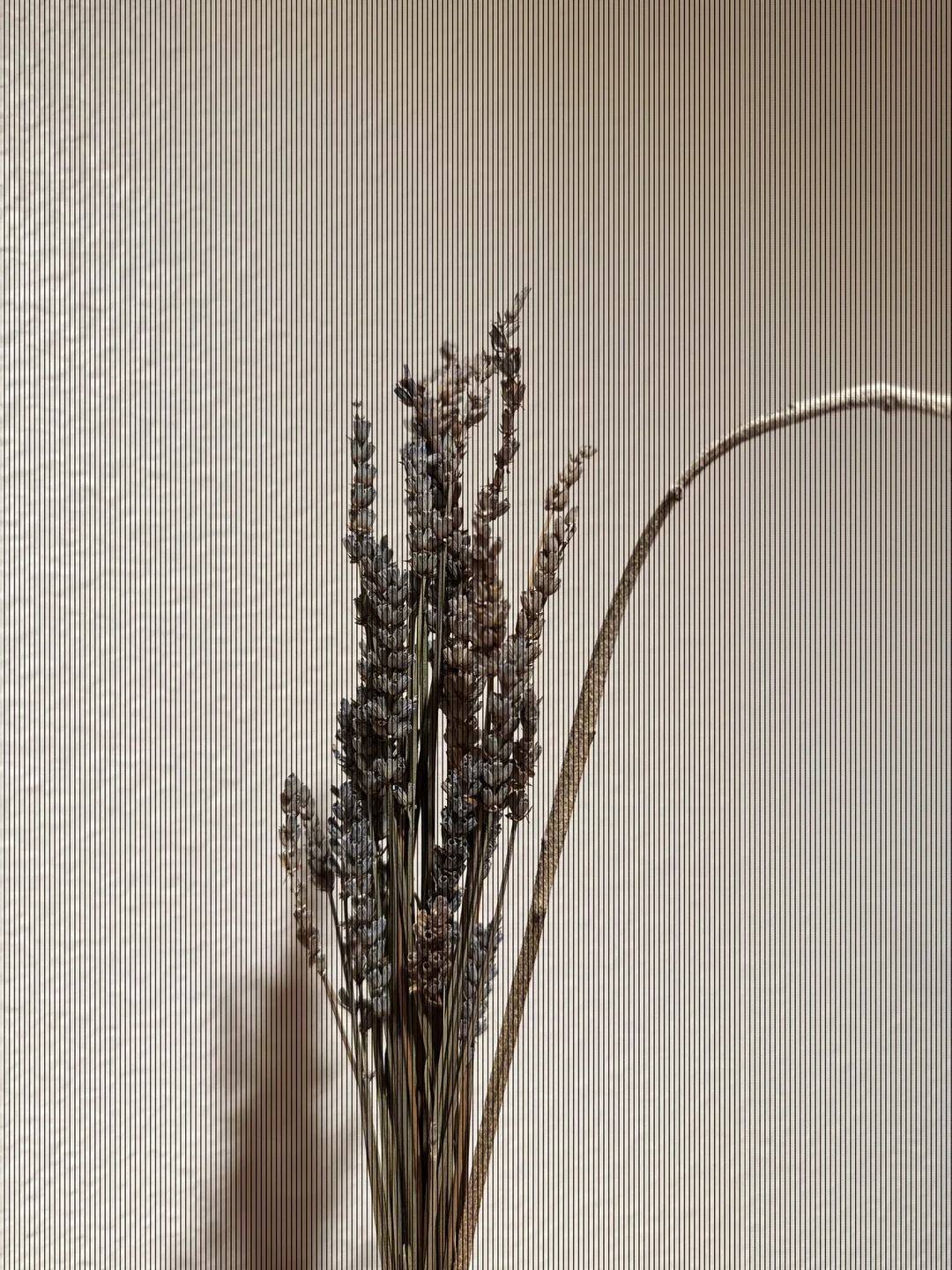 IPhone 15 Pro Main Camera (Vertical Lines showing up) | Scrolller