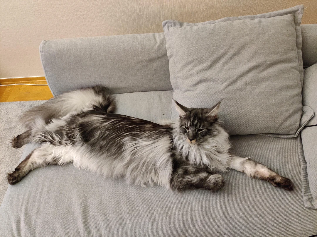 Long boy on his favorite spot on the sofa | Scrolller