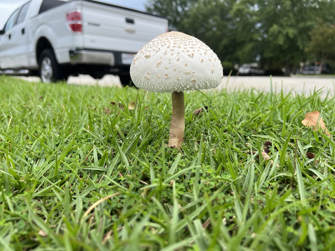 Cute little shroom - Southern Louisiana | Scrolller