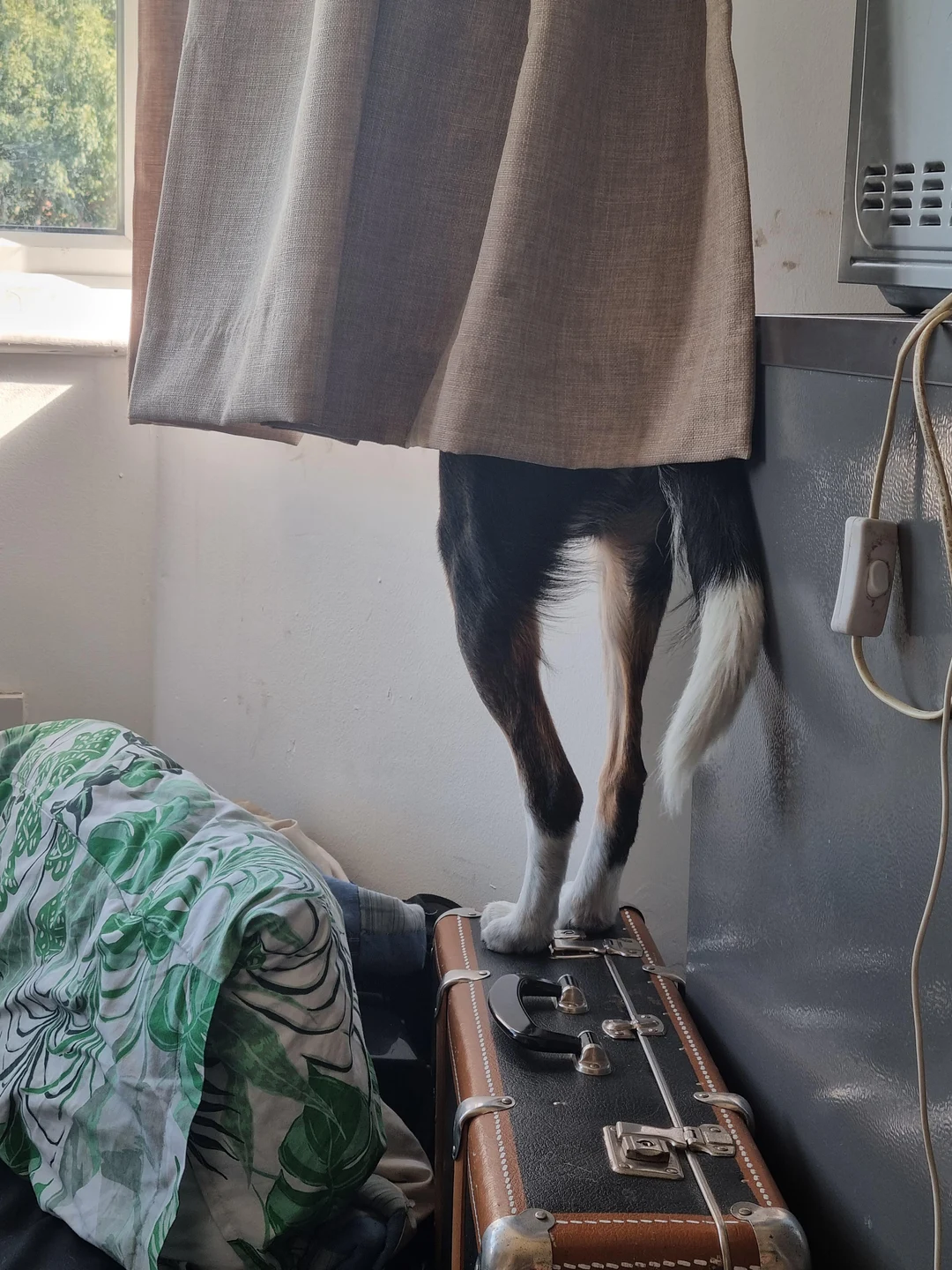 hmmmm I can't find pippin | Scrolller