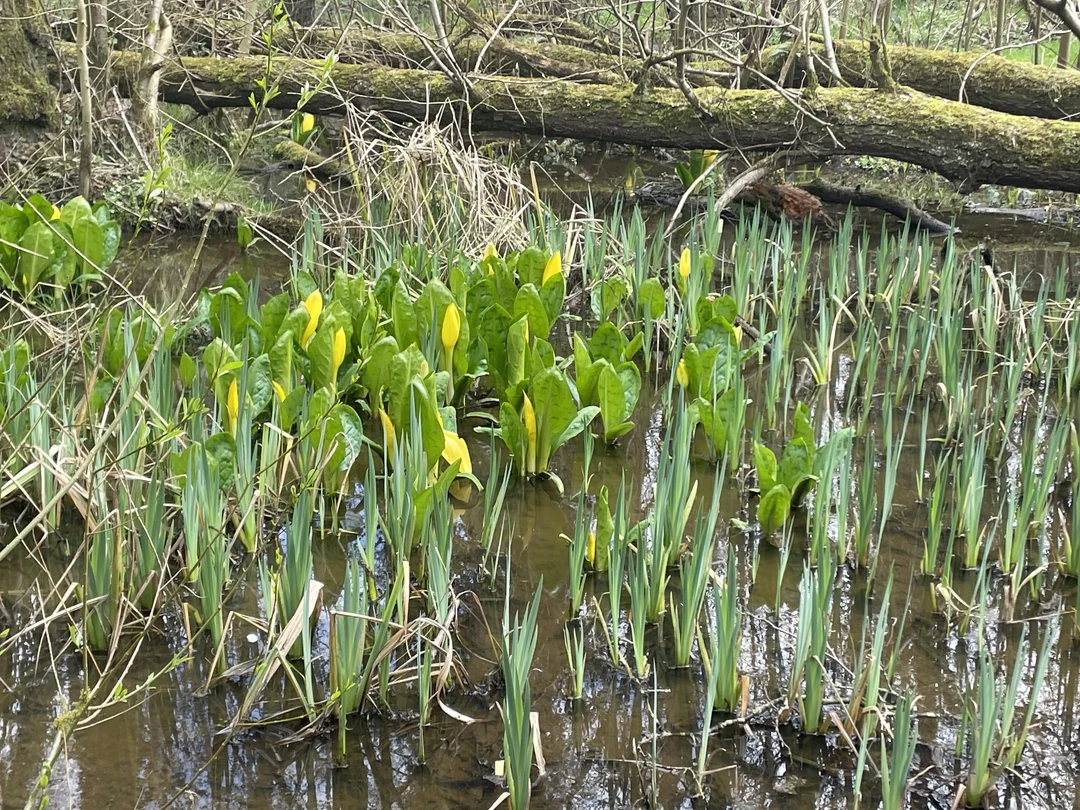 Yellow Marsh Calla | Scrolller