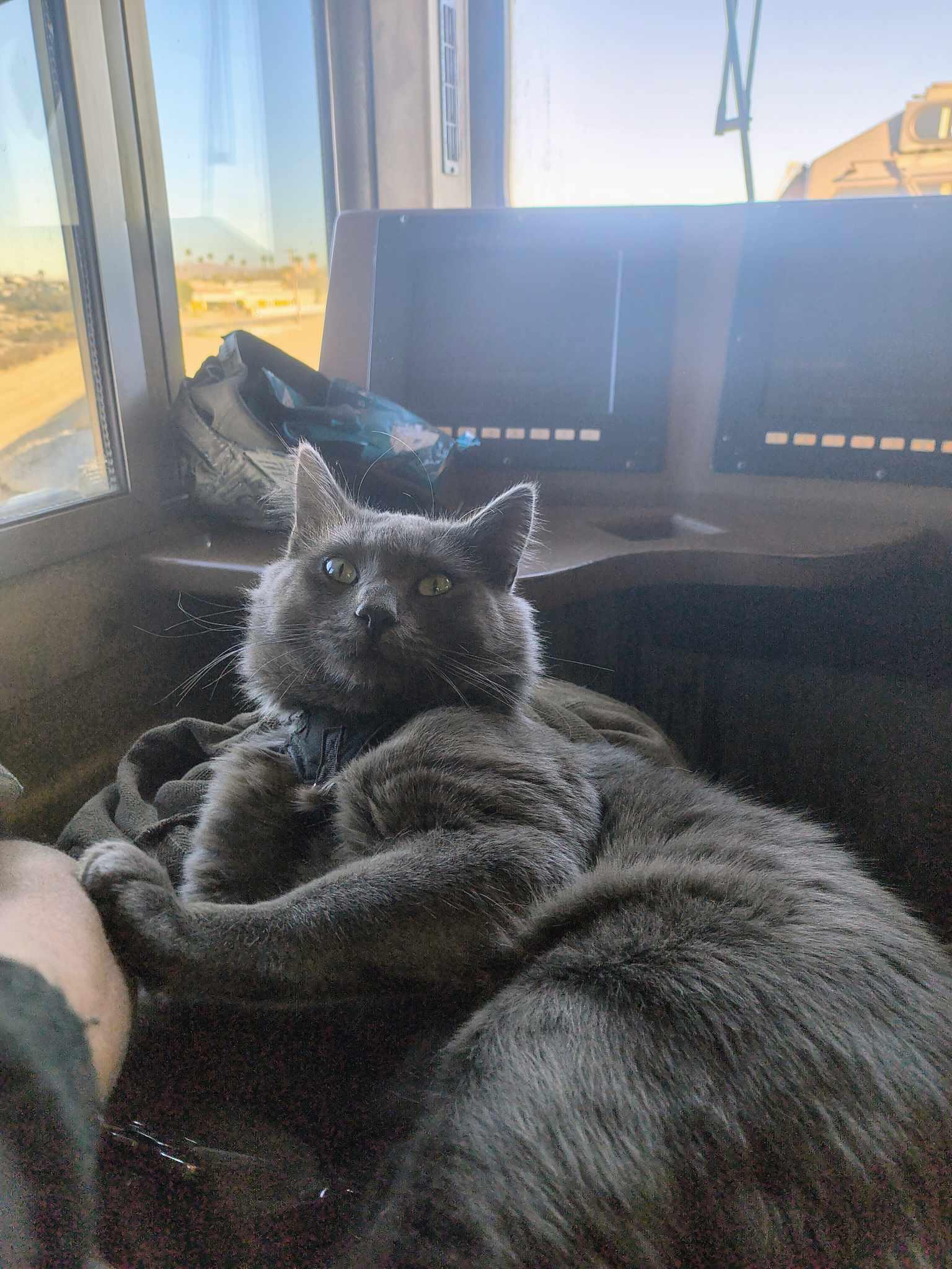 Cat riding engineer's seat on train engine | Scrolller