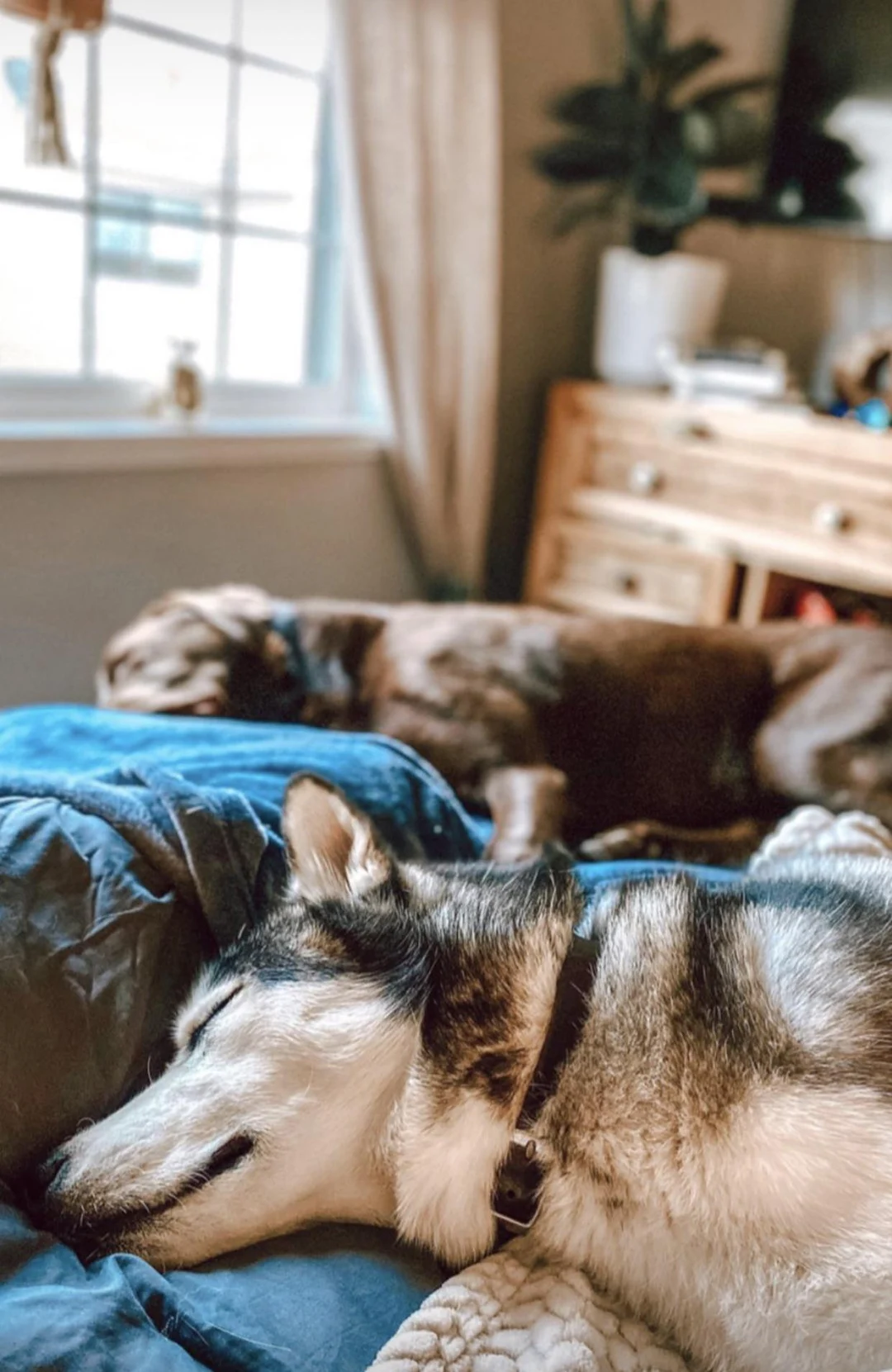 Sweet snuggles with his best friend, Bear | Scrolller