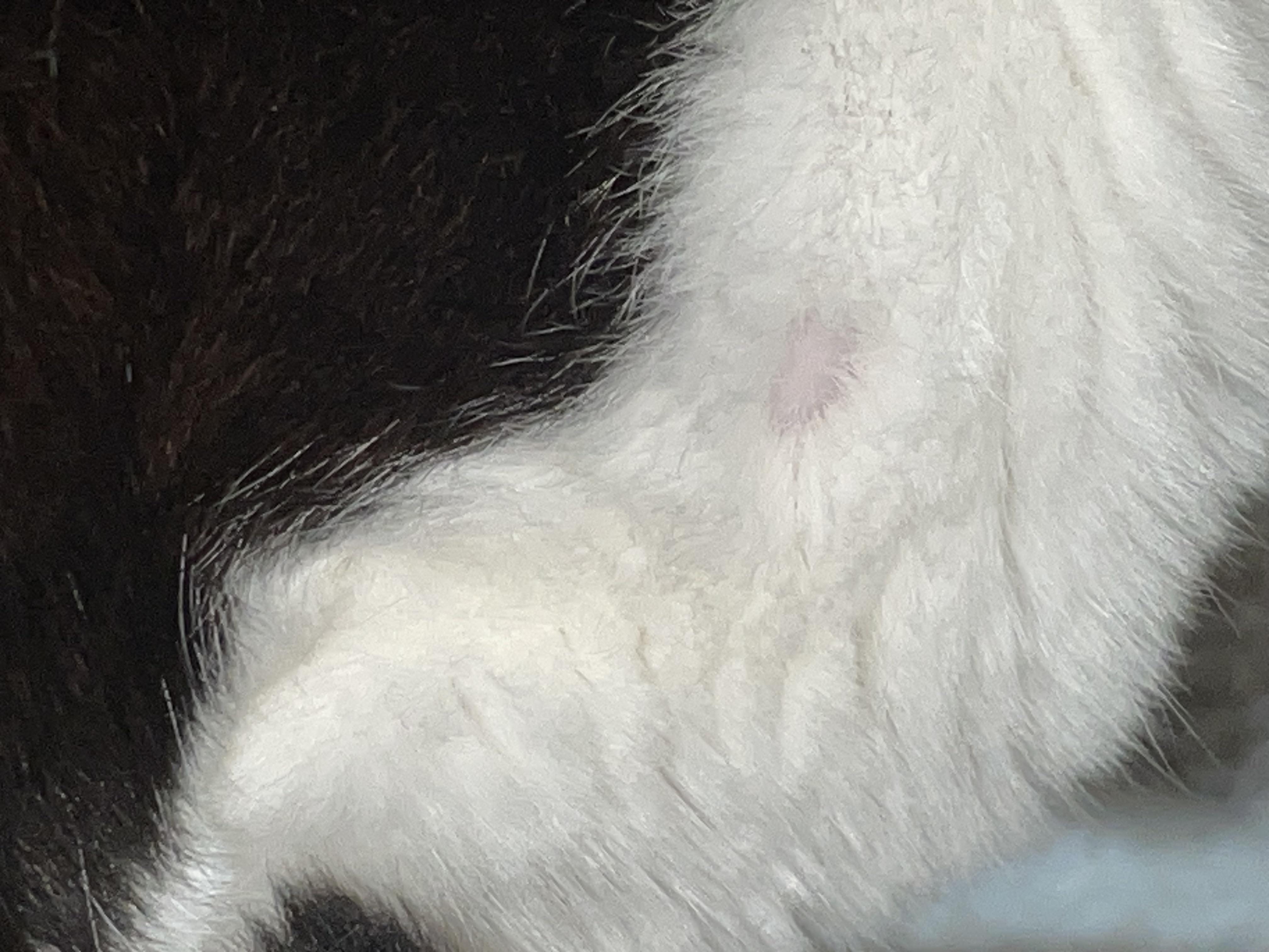 What is this bald spot? | Scrolller