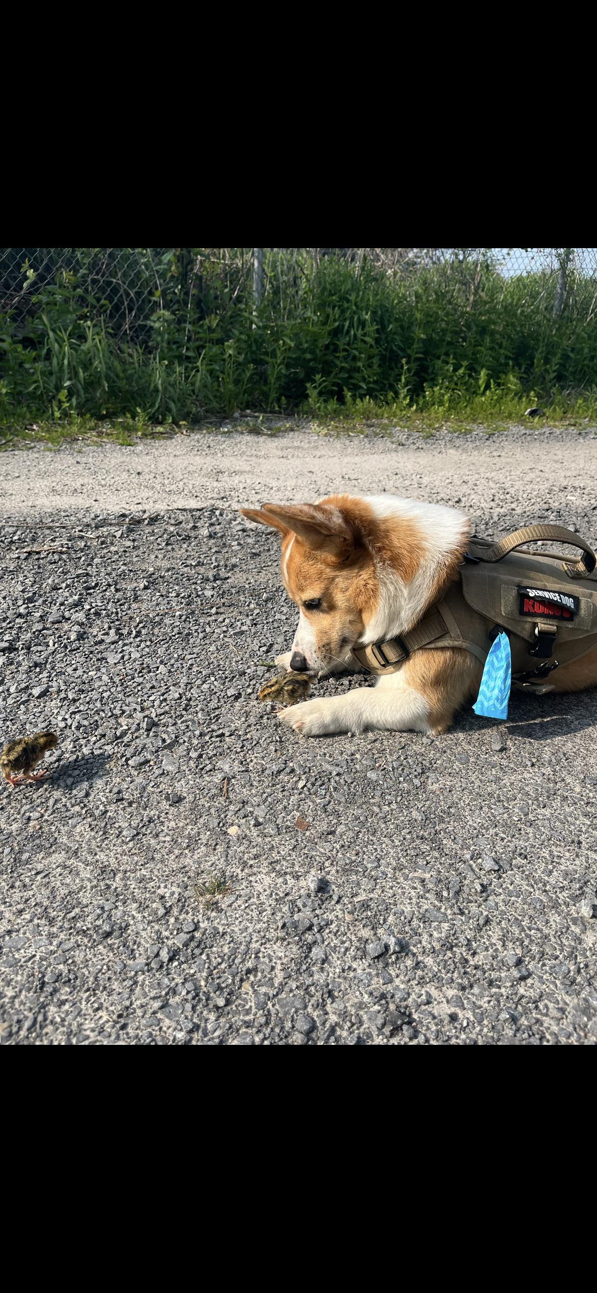 Baby Quail and a Corgi | Scrolller