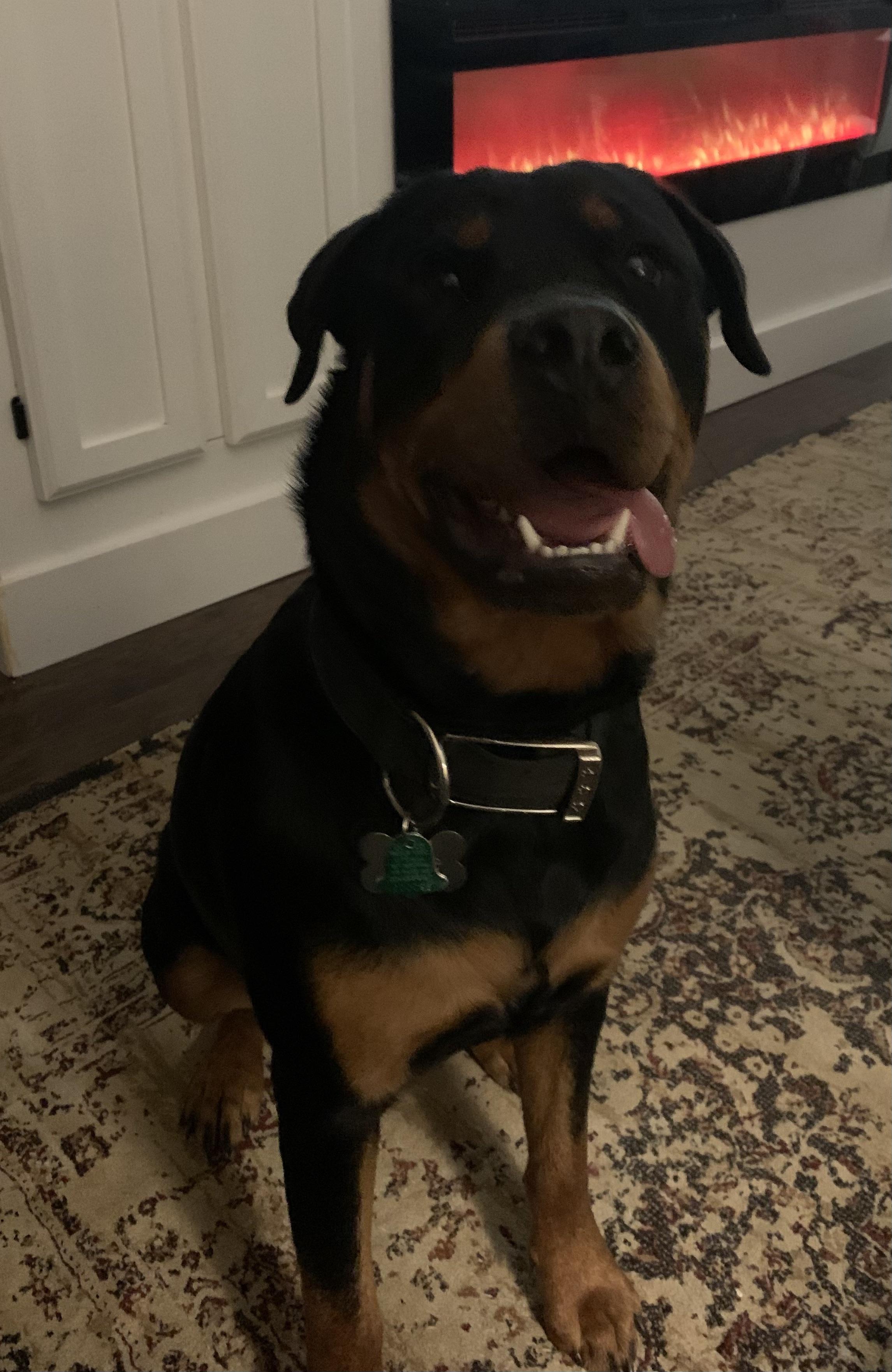 Sheba 🖤 10 months old | Scrolller