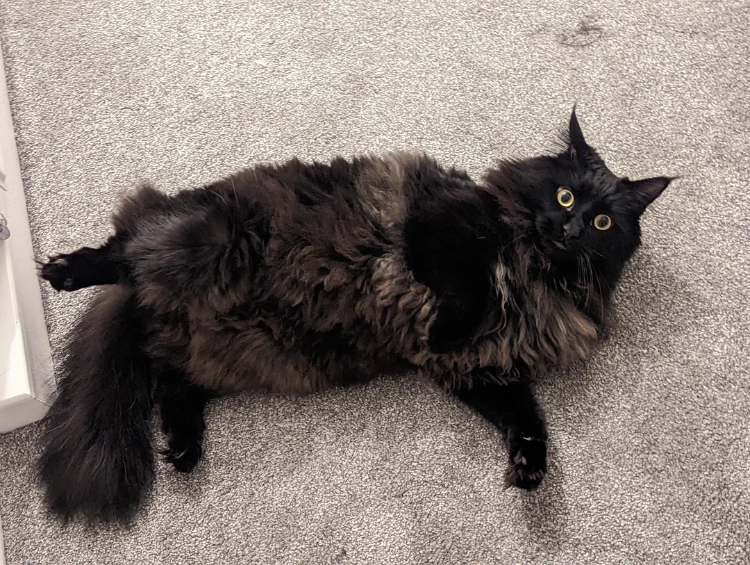 Floofy boy! | Scrolller