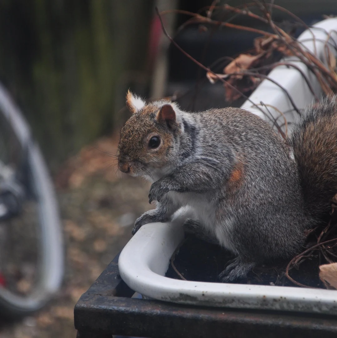 Pudge always gives a wave when she's ready for more snacks | Scrolller