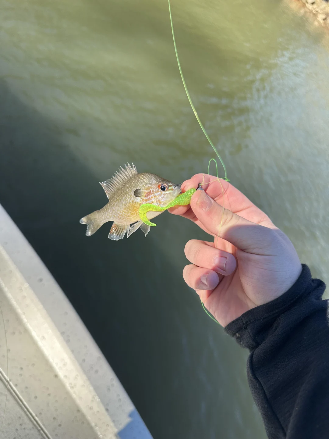 Absolute Goliath | Scrolller