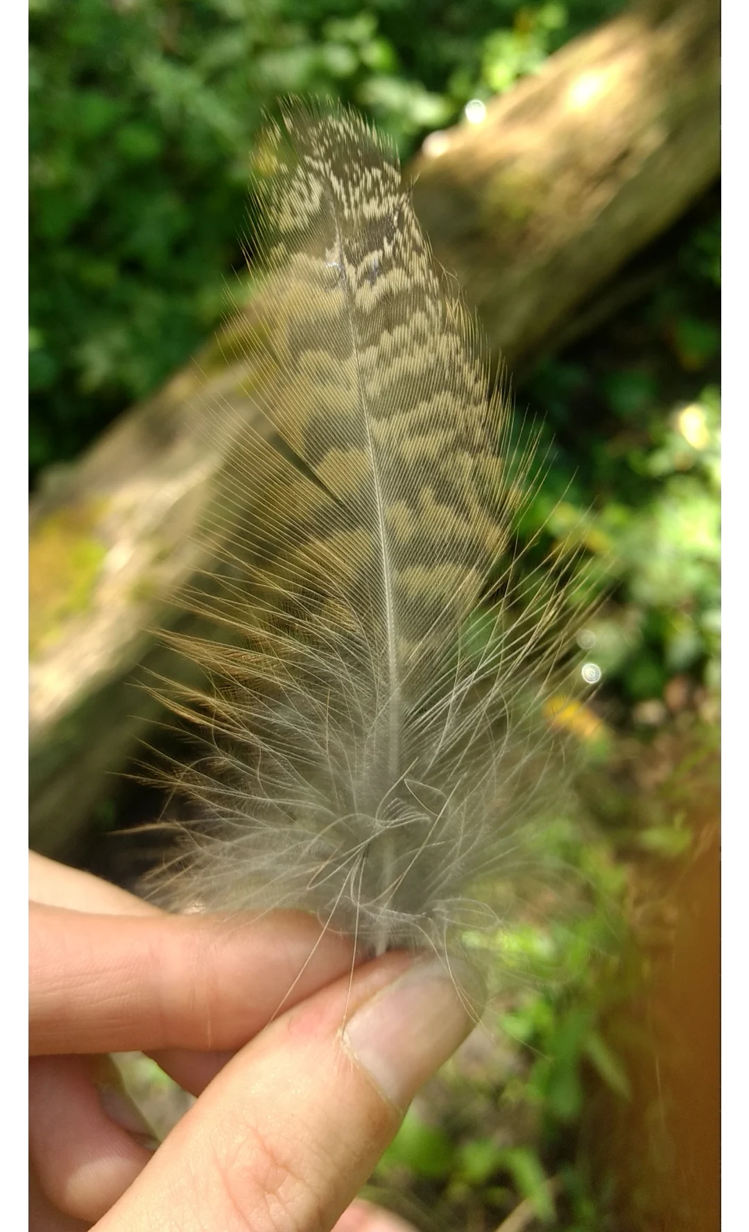 Feather ID? | Scrolller