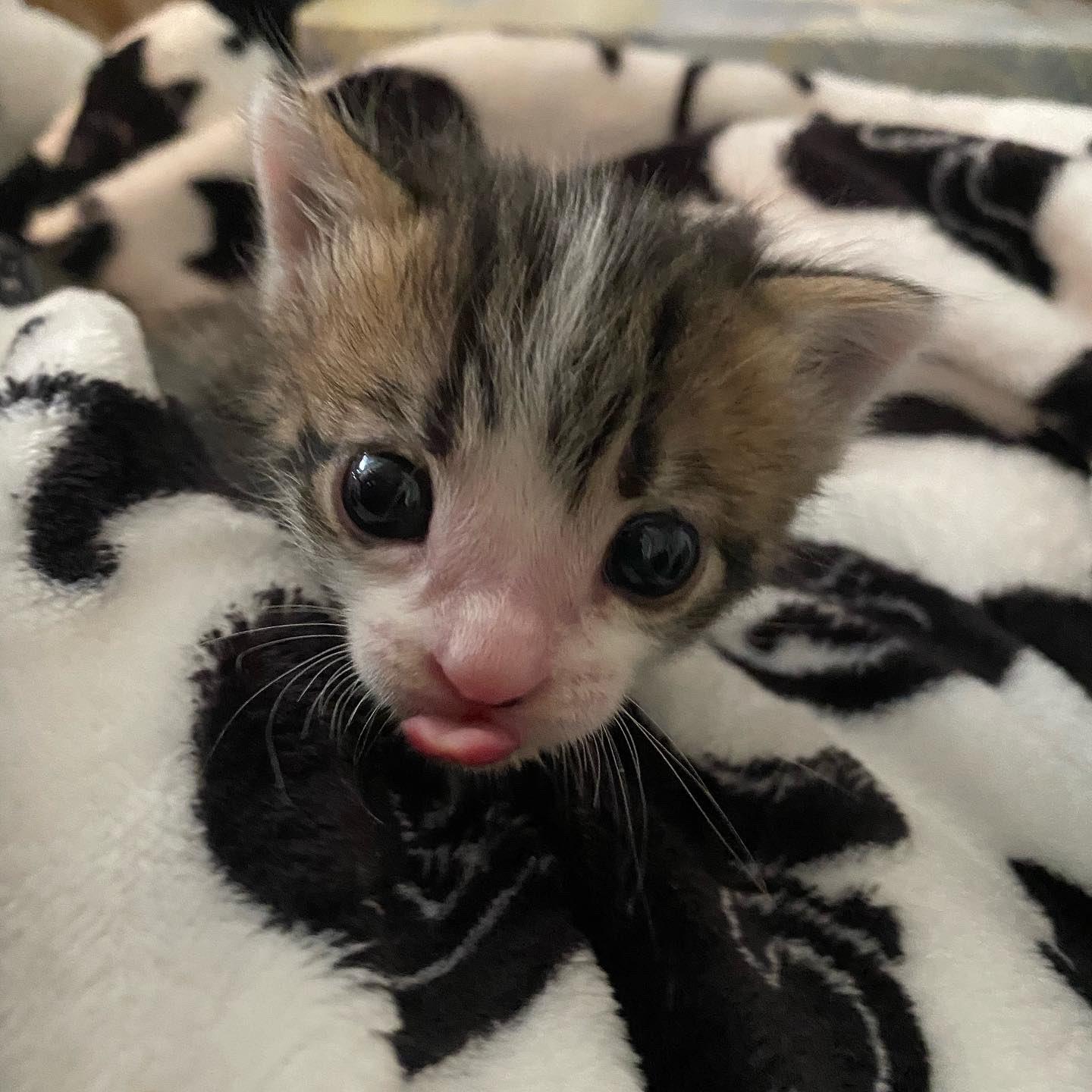 tiny cute and little blep | Scrolller