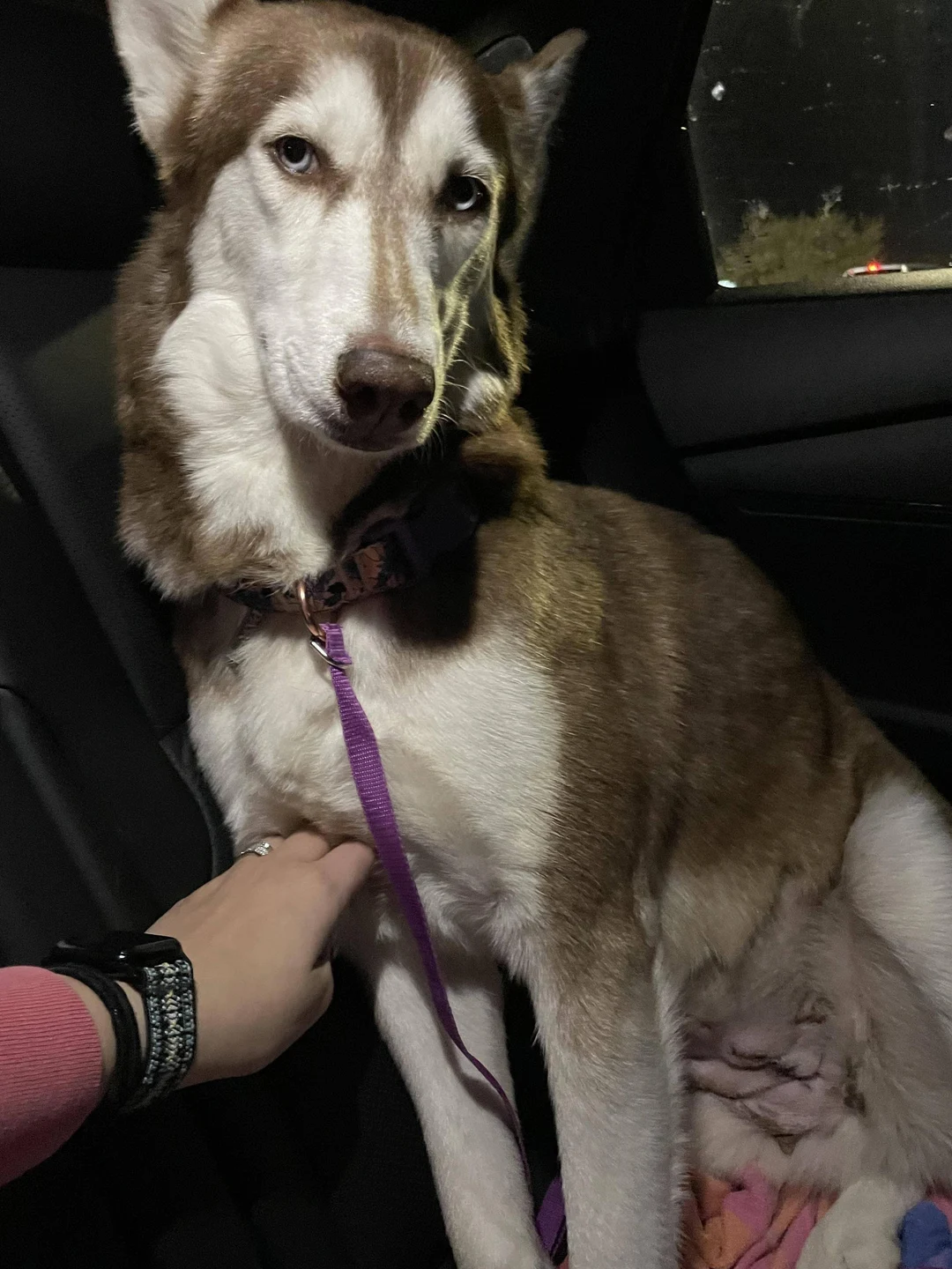 Just rescued my first husky. Someone dumped her on the side of the road after they were done ...