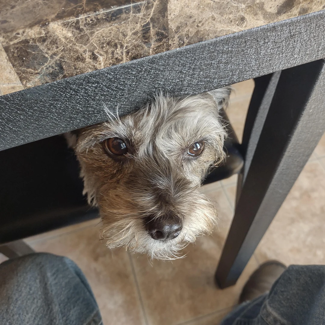 Discover more like WhatsWrongWithYourDog: so nosey and Related Content | Scrolller