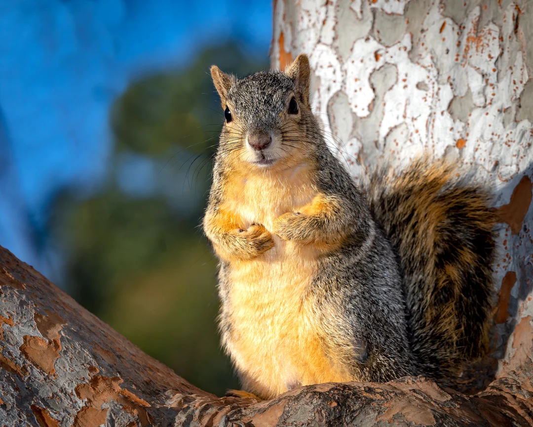 Double paw tuck, first thing in the morning Squirrel | Scrolller