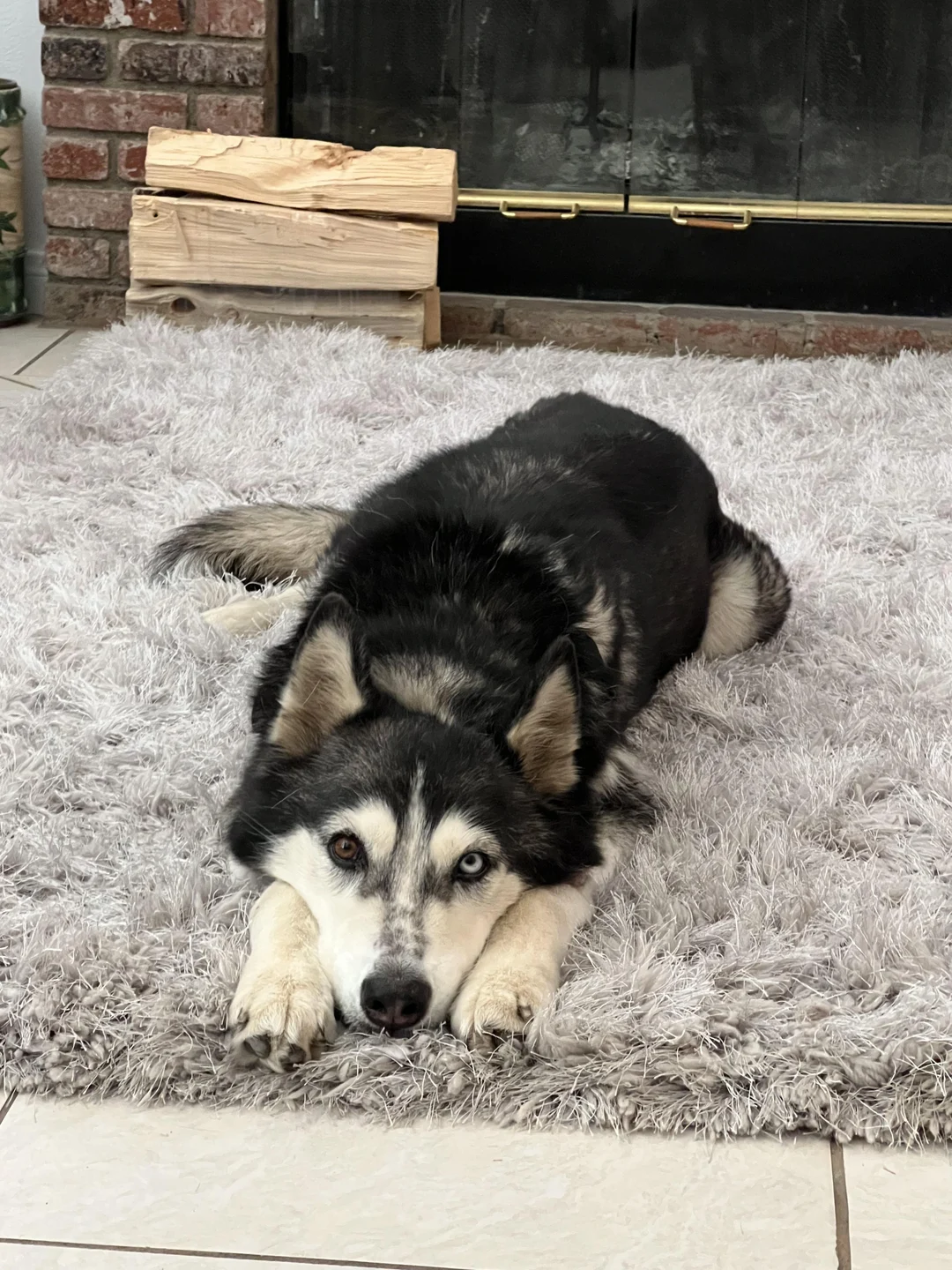 Introducing a new puppy to my Husky (Trinity) | Scrolller