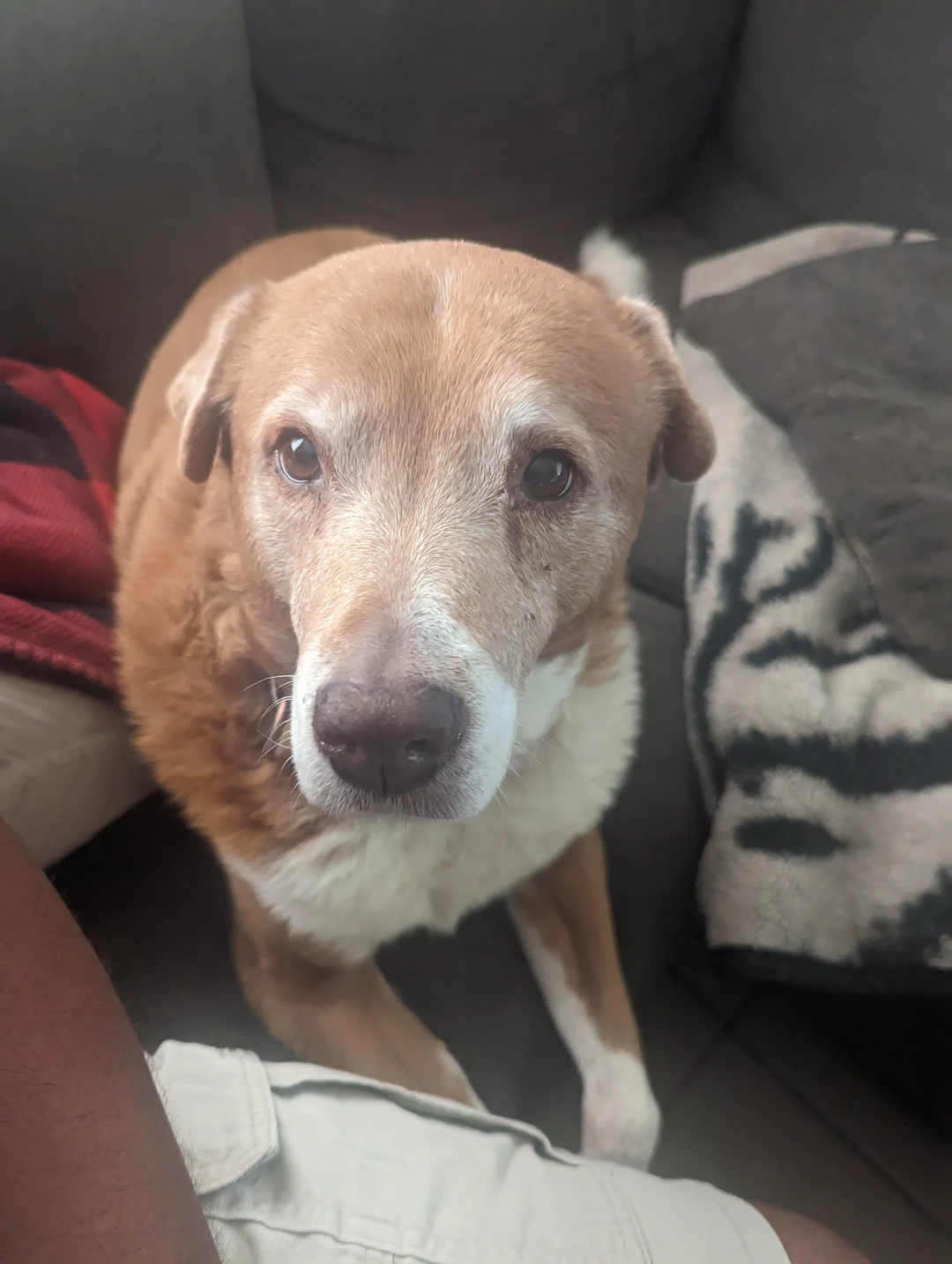 This is Hazel | Scrolller