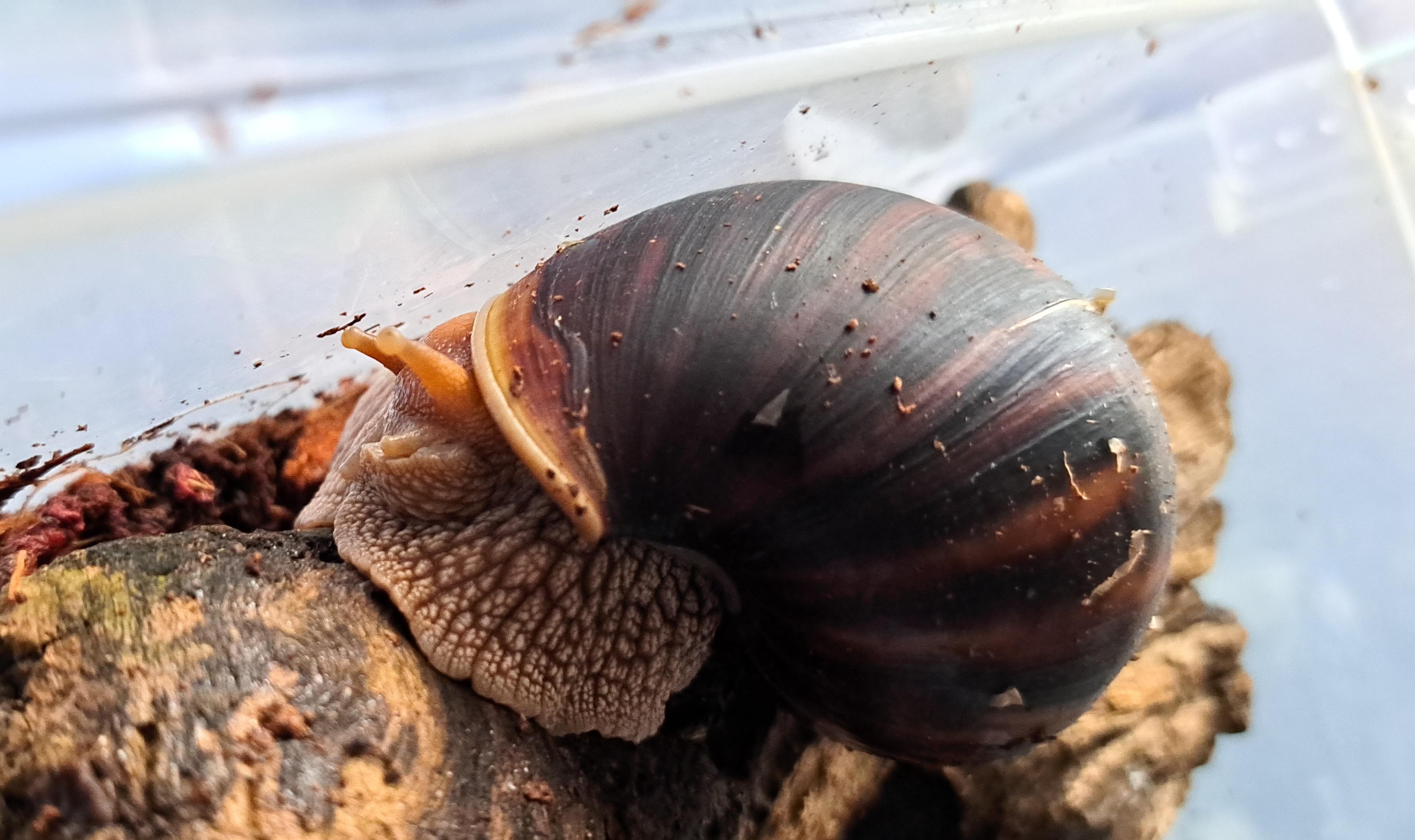 Young Giant African Land Snail | Scrolller