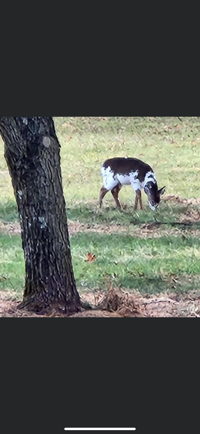 Thoughts on PA Piebald Whitetail | Scrolller