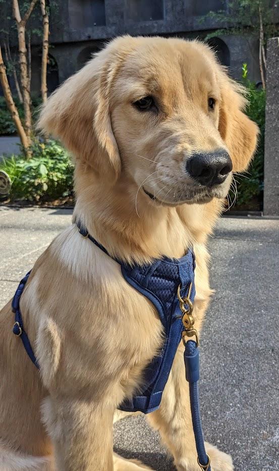 OC Golden Retriever 6 Months | Scrolller