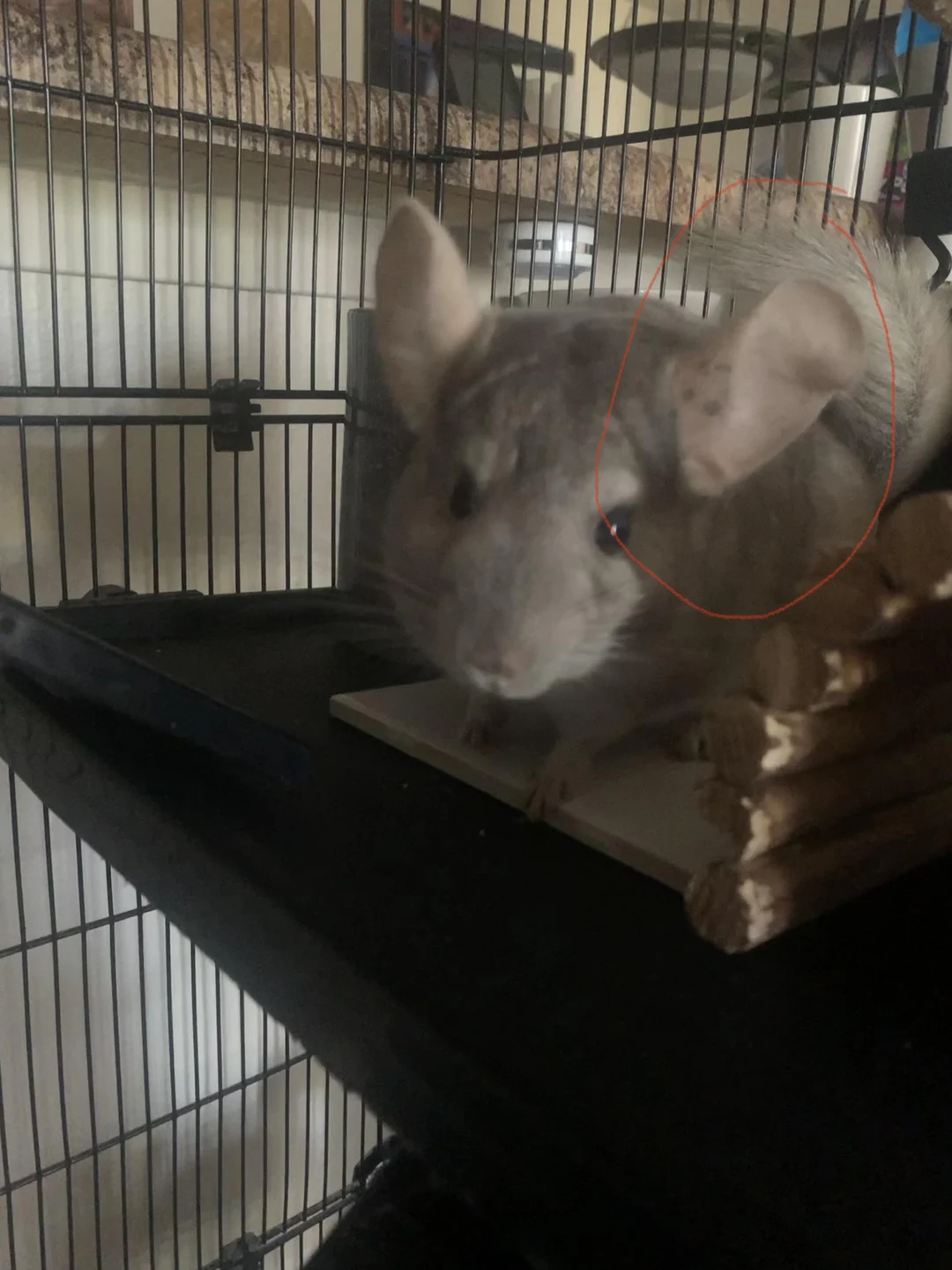 Floppy Ears | Scrolller