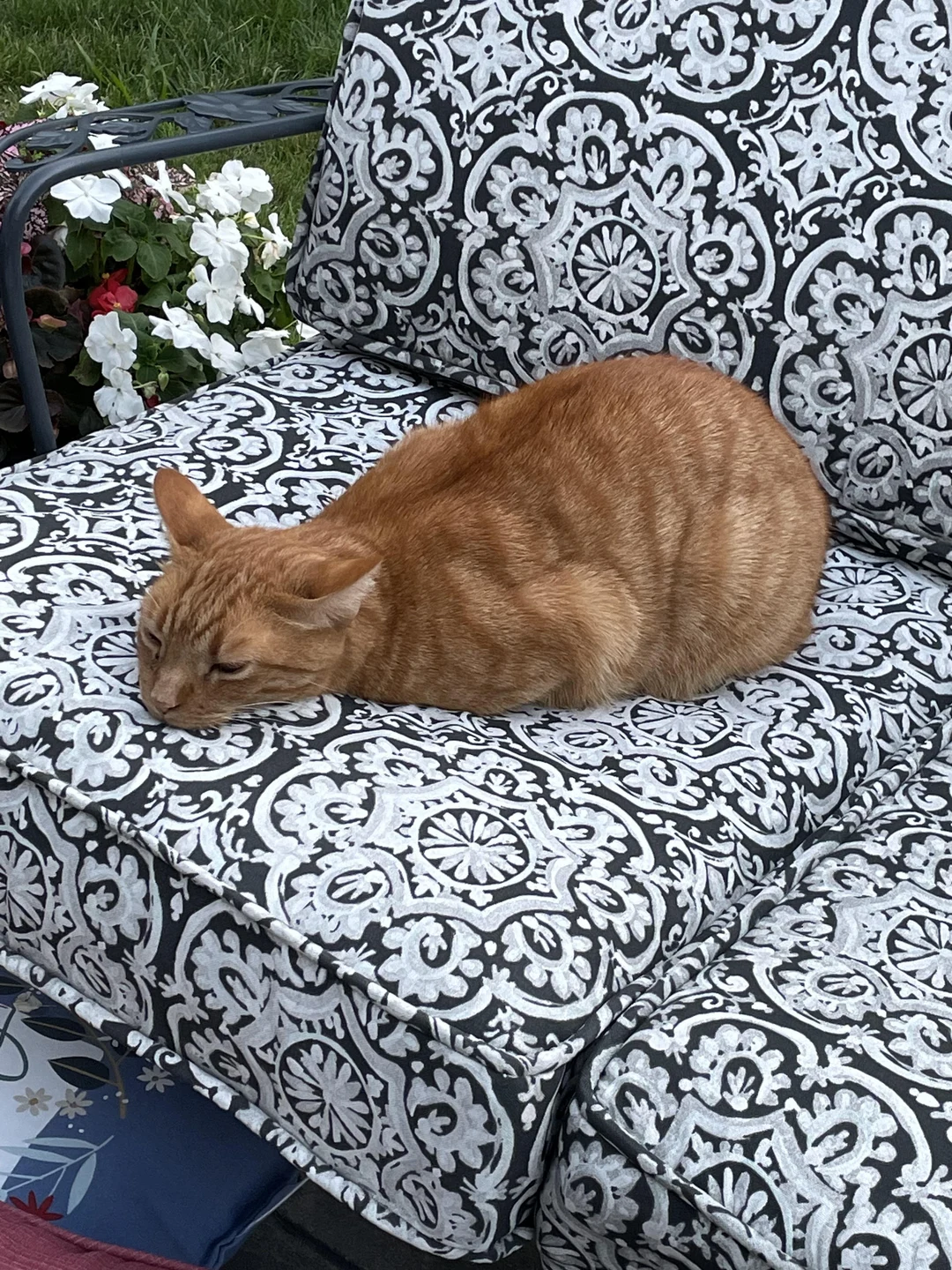 Discover more like Catloaf: Long neck loaf. and Related Content | Scrolller