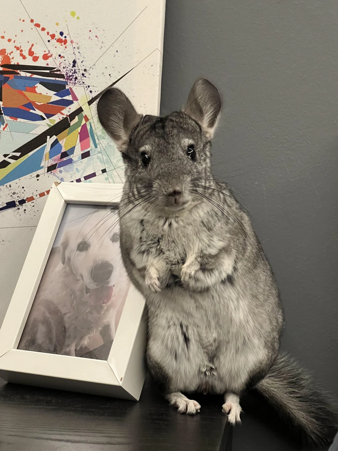 My chin doesn’t eat pellets | Scrolller