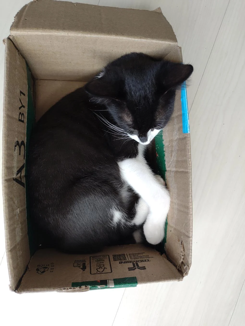 My youngest cat, successfully trapped | Scrolller