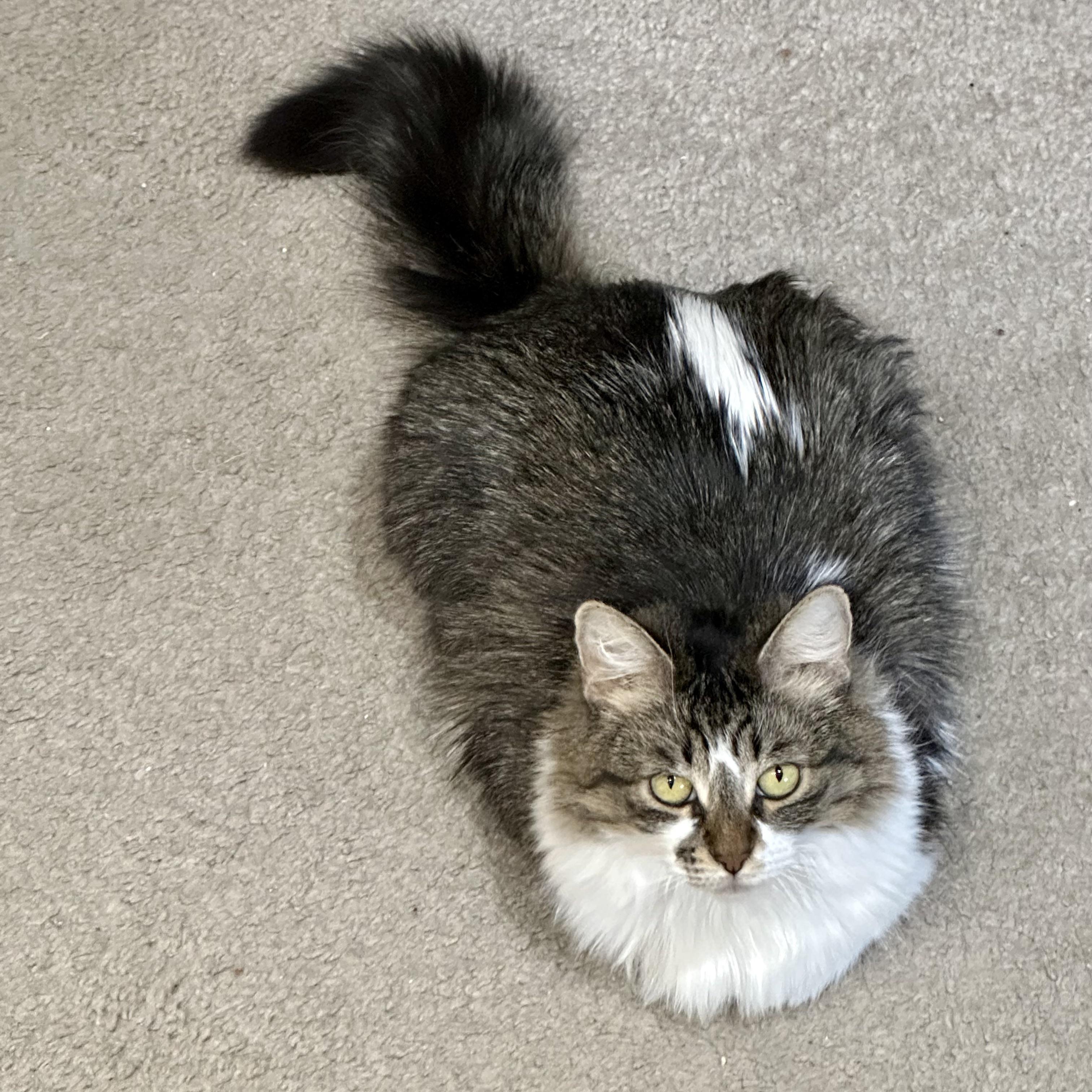 Loaf | Scrolller