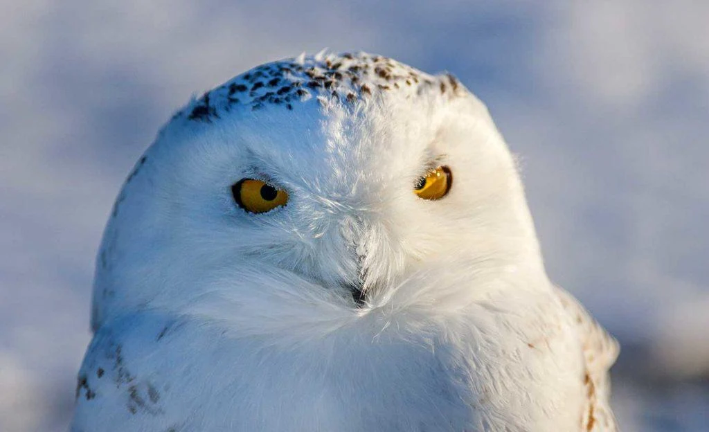 Snowy owl | Scrolller