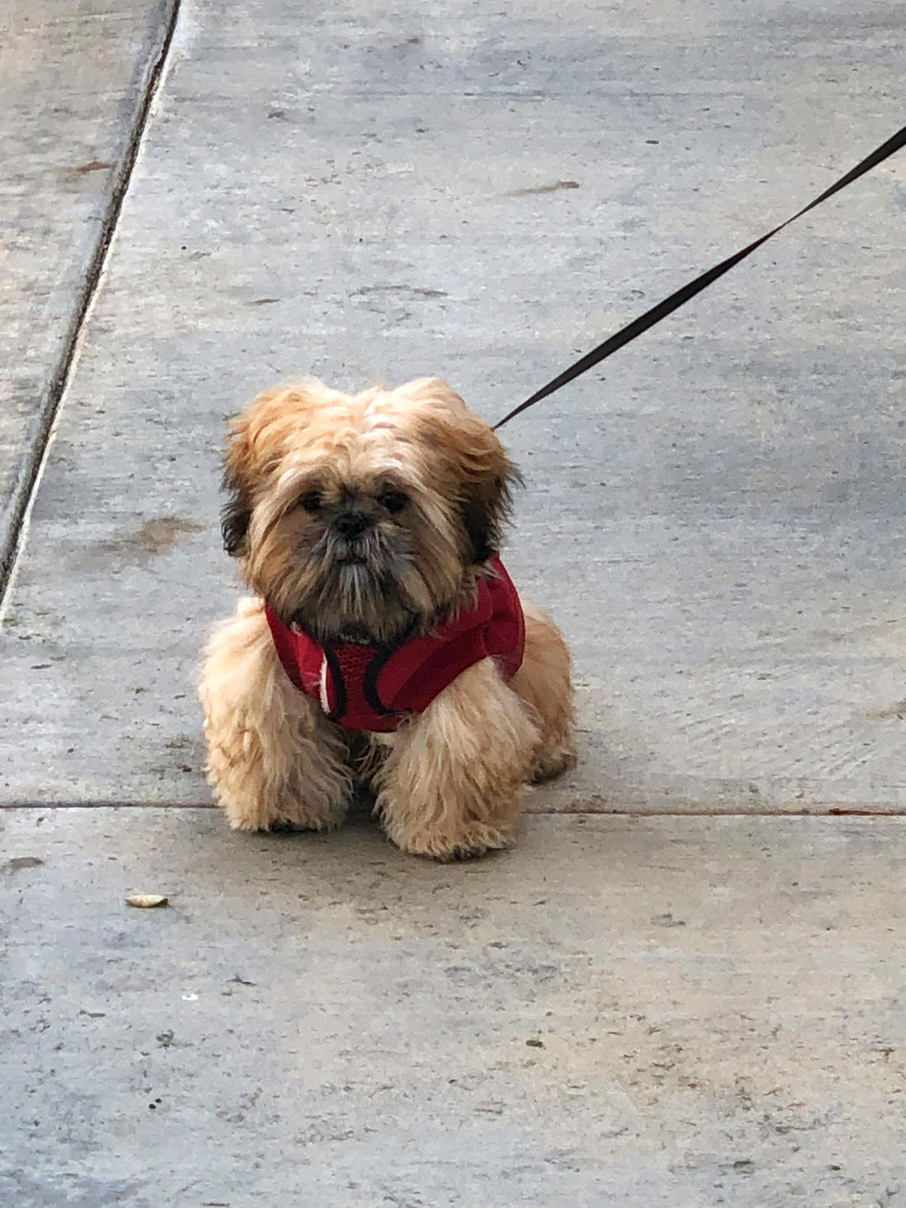 Throwback to when Bowie was a super floof a few days before his first ever grooming session ...