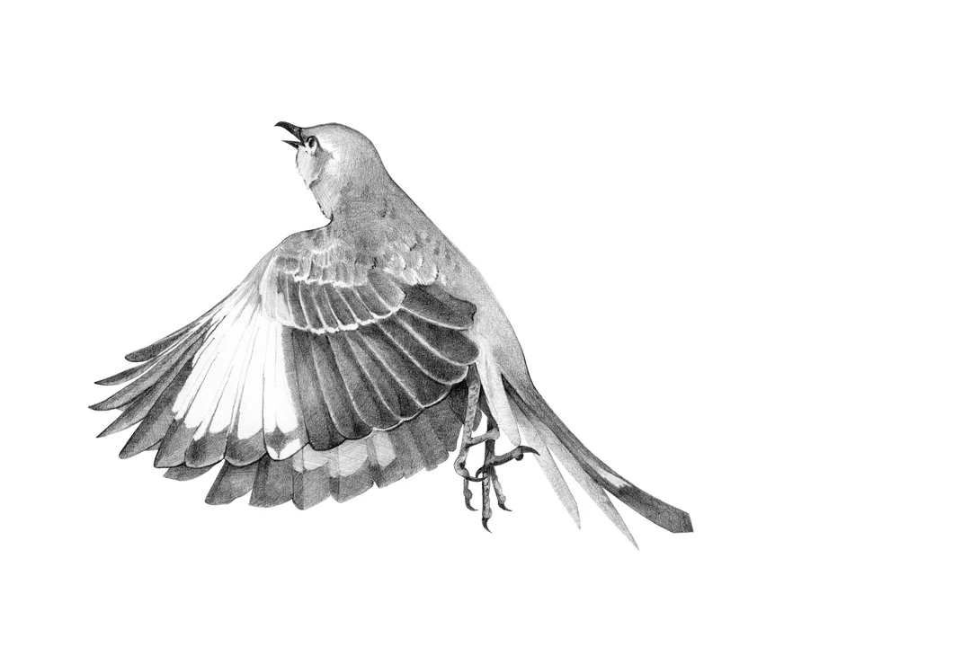 Mockingbird, Me, Graphite, 2021 | Scrolller