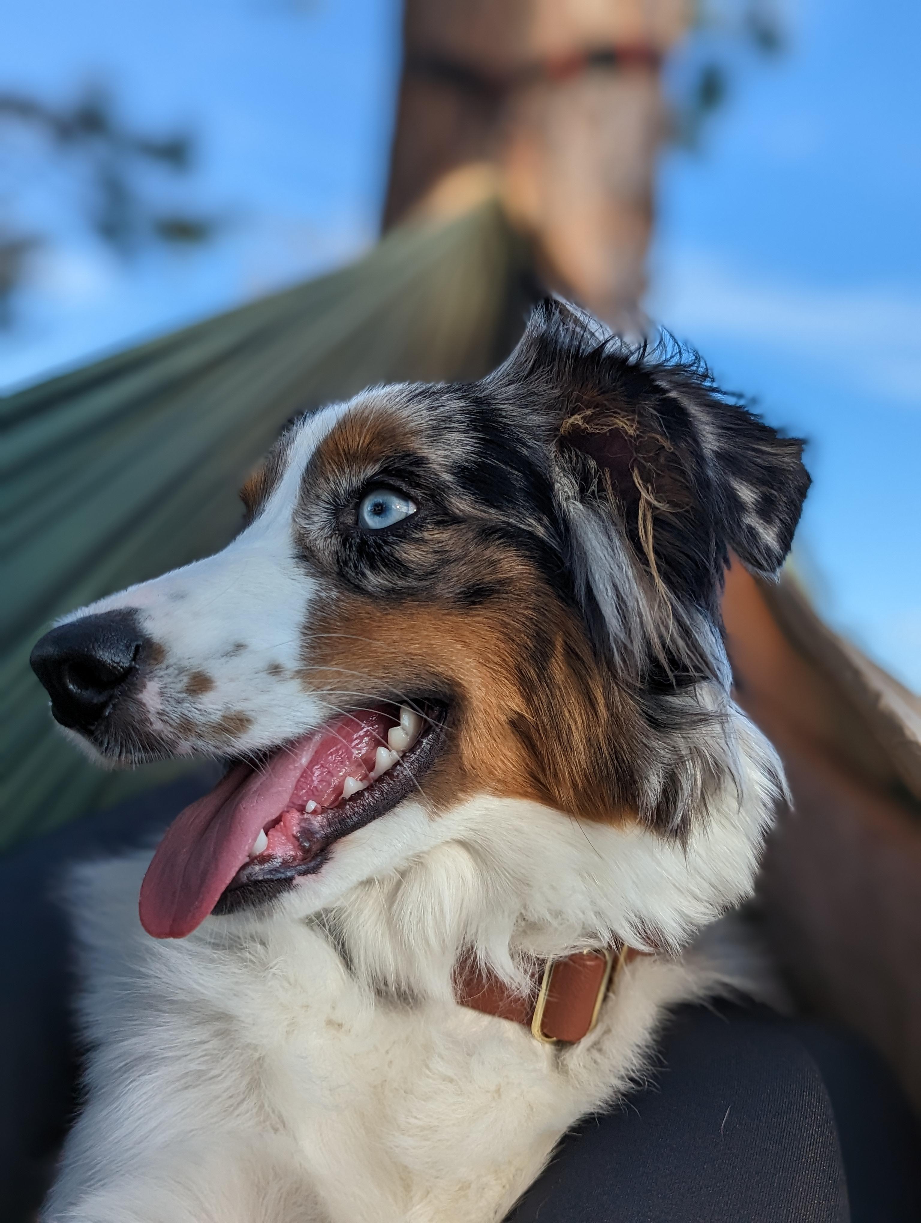 (OC) A happy puppy | Scrolller