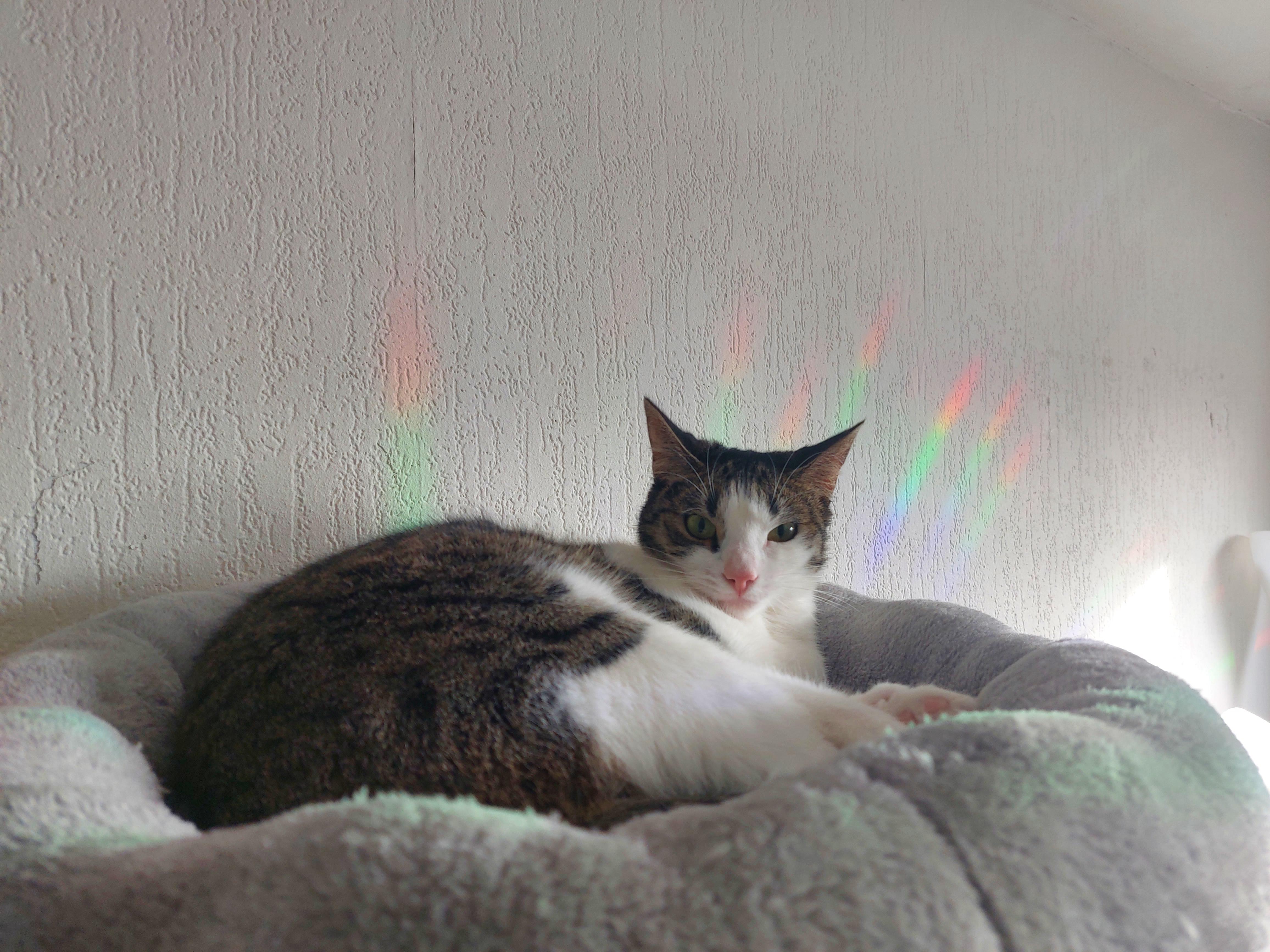 Help! I think my cat may have achieved enlightenment | Scrolller