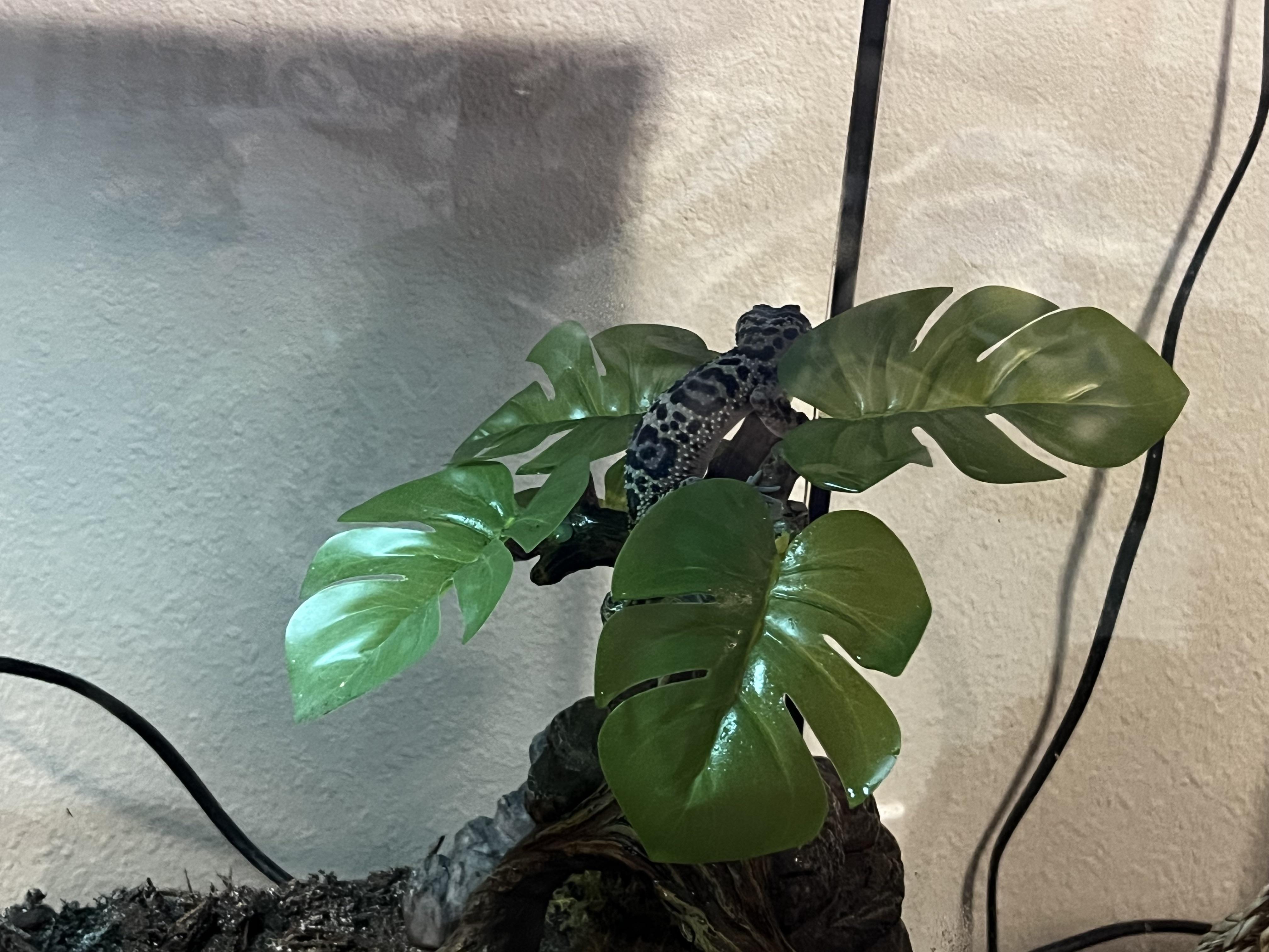 New enclosure! | Scrolller