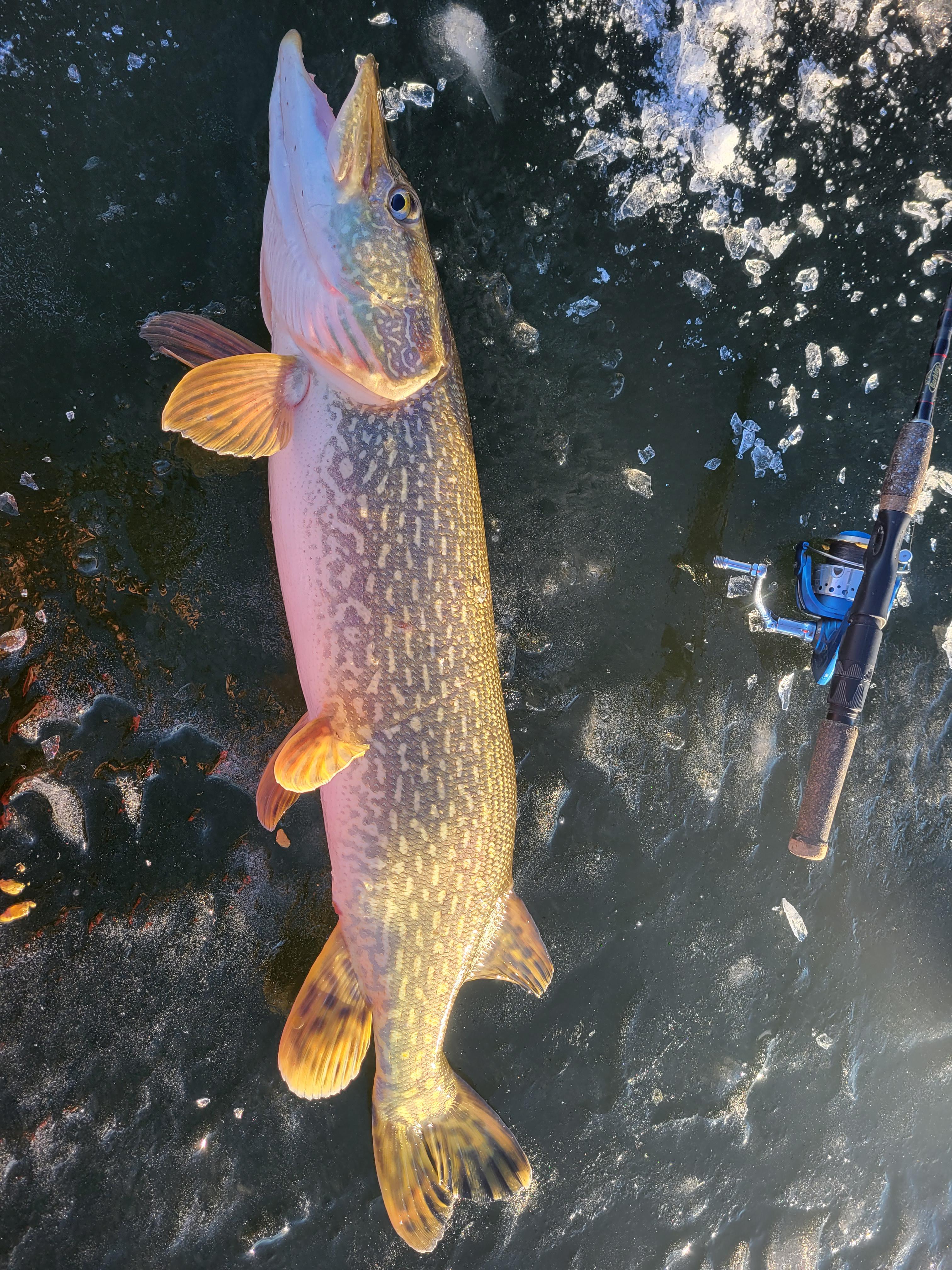 Caught this football shaped pike | Scrolller