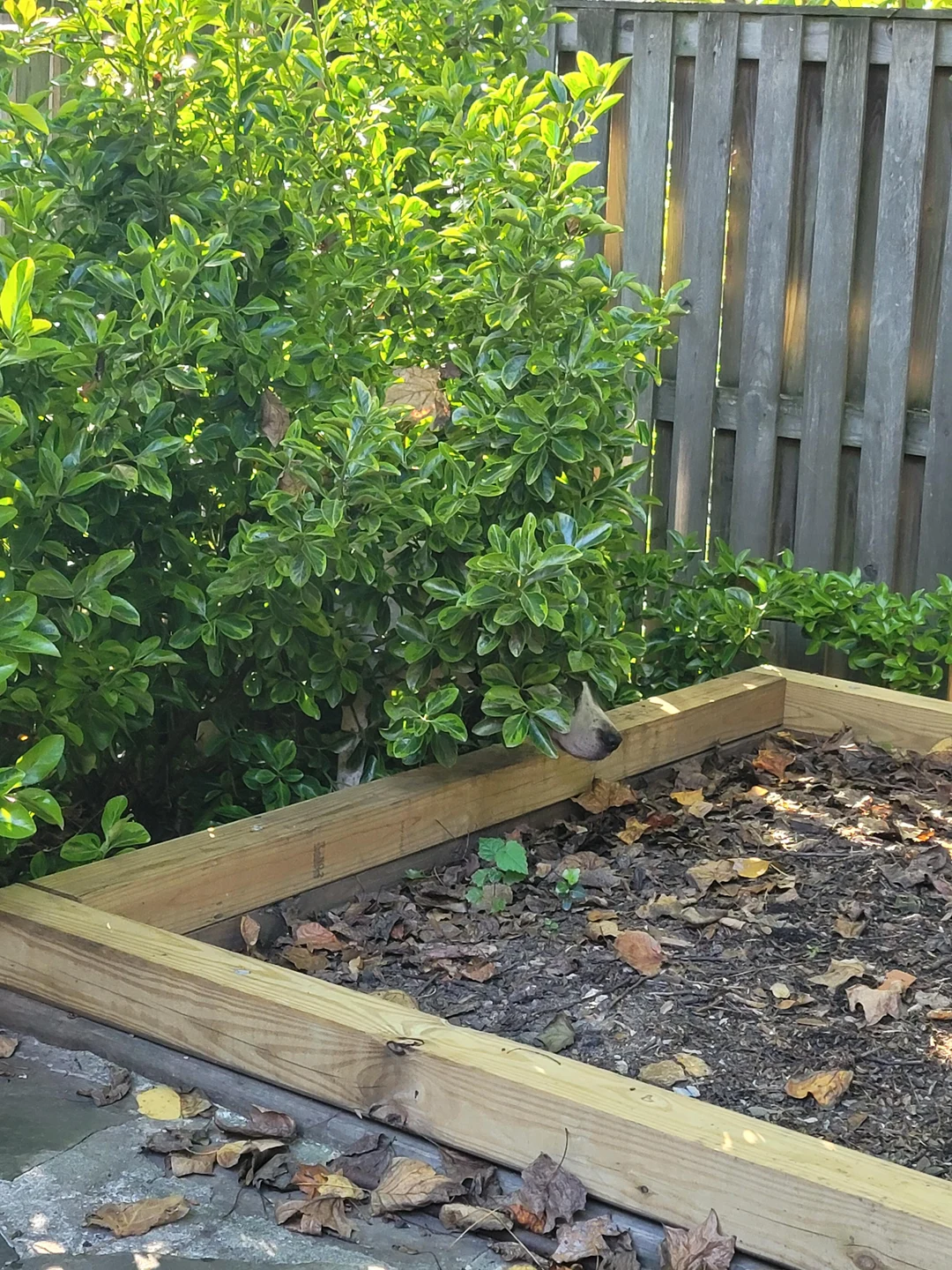 "She must have hopped the fence!" | Scrolller