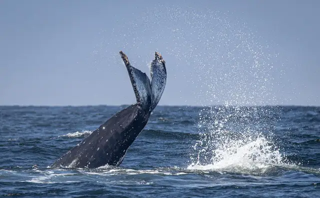 Humpback whale | Scrolller