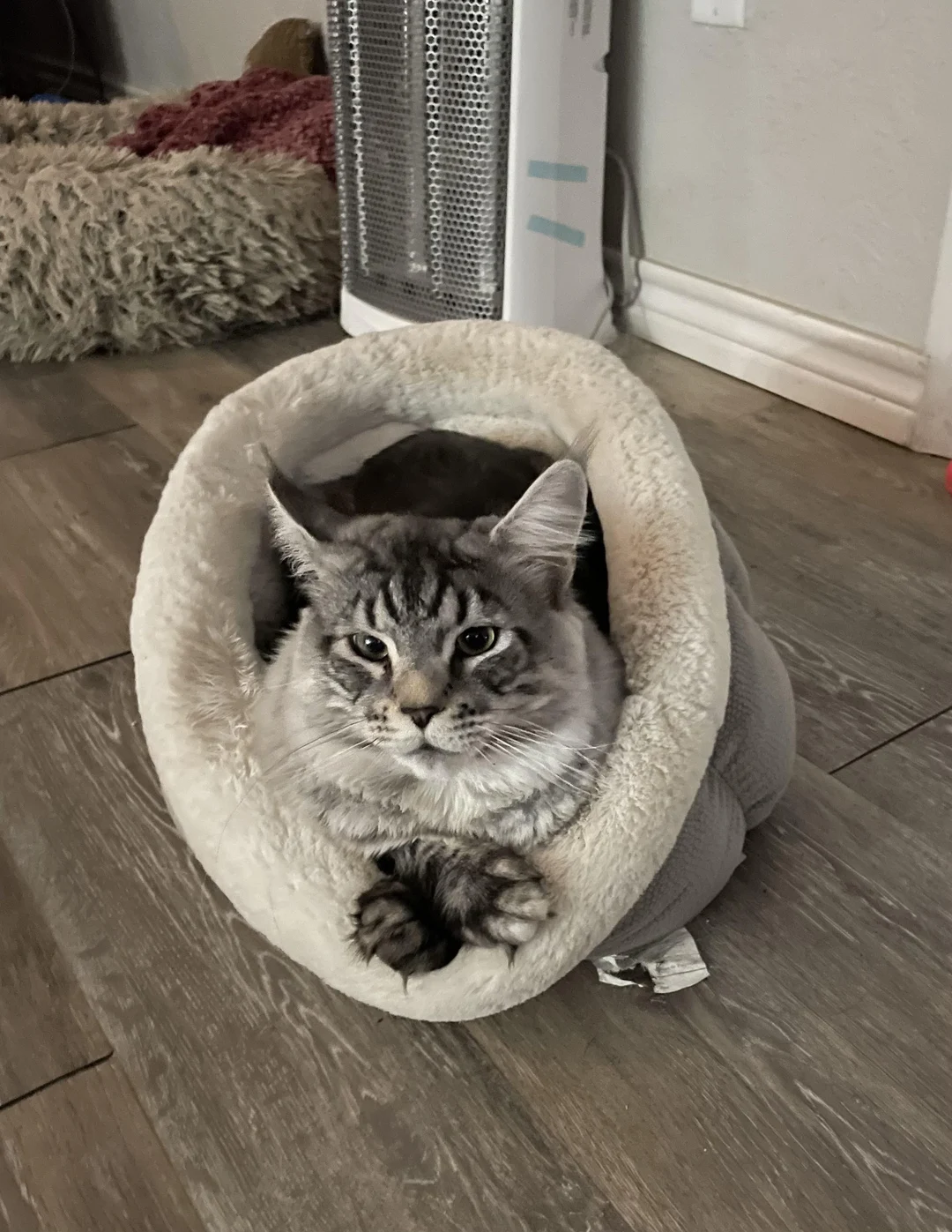 Dexter looking as regal as ever | Scrolller